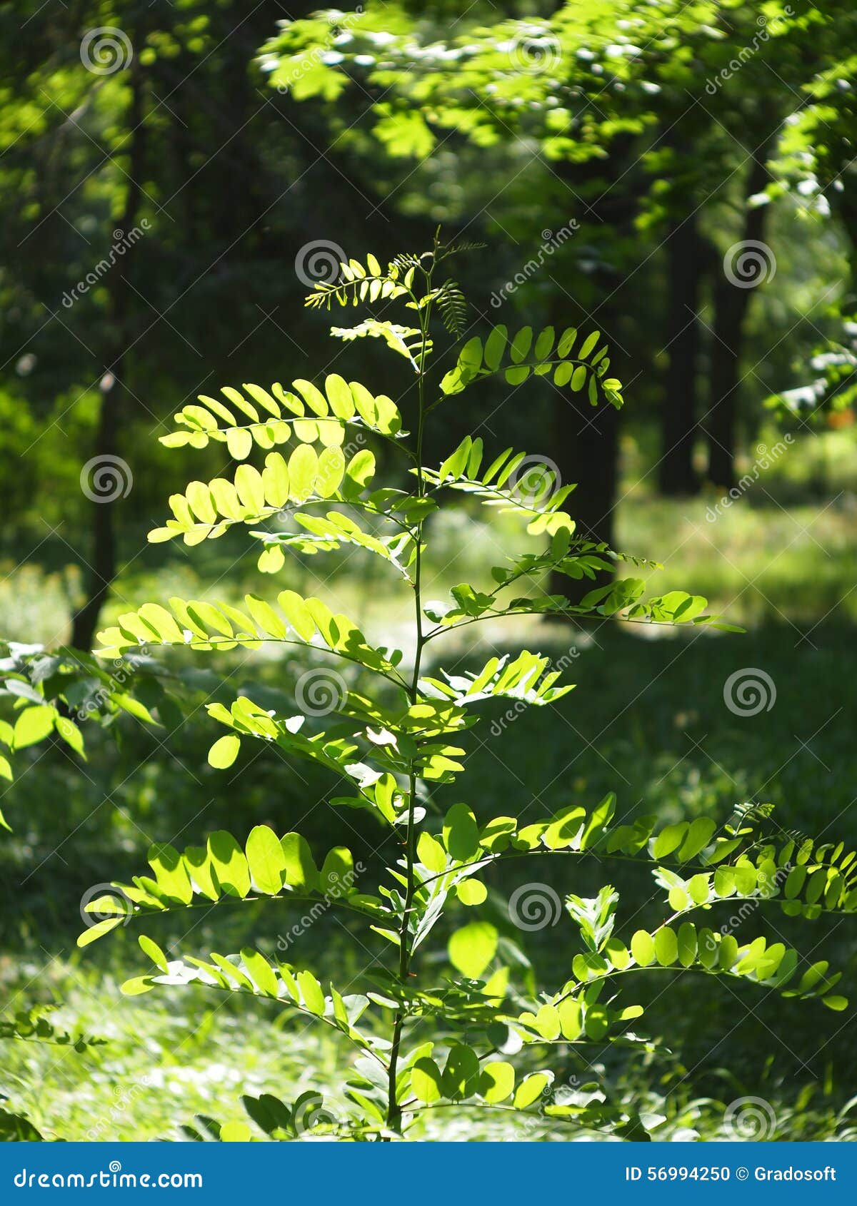 Young Sapling Acacia, Illuminated Bright Sun Stock Photo - Image of ...