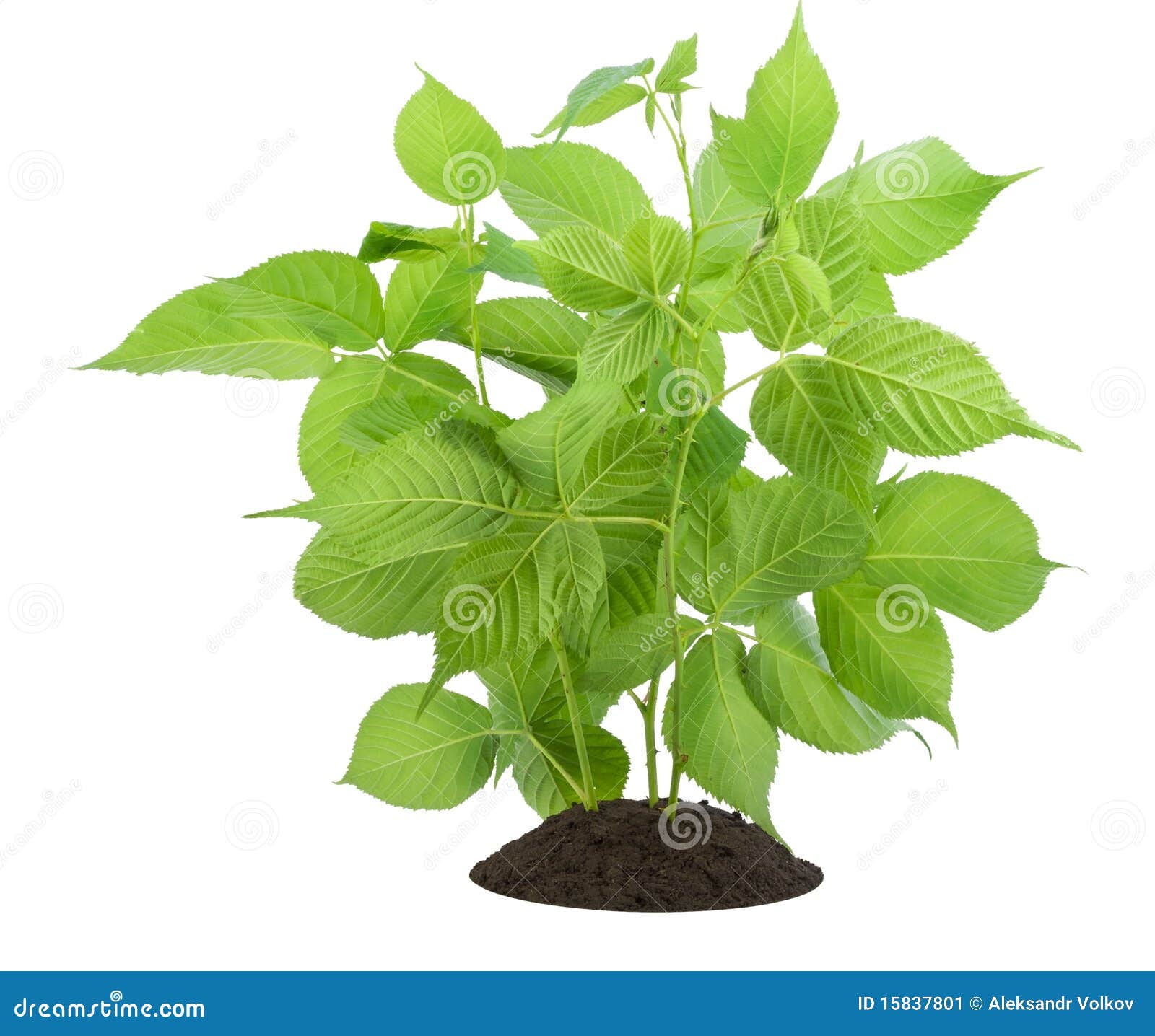 Young Sapling of a Blackberry Stock Image - Image of sprout, foliage ...