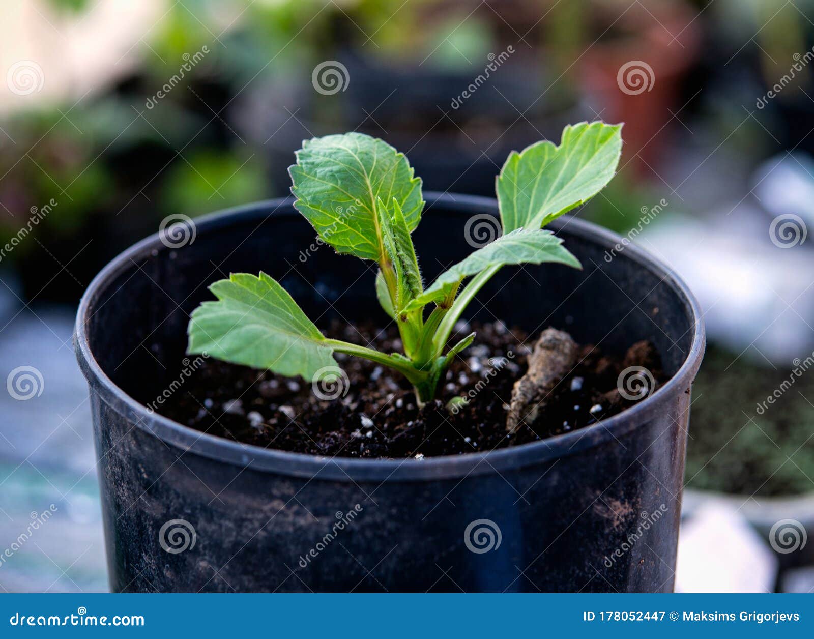 Young Sapling Dahlia Sprout Growing in Protected Greenhouse in Pot ...