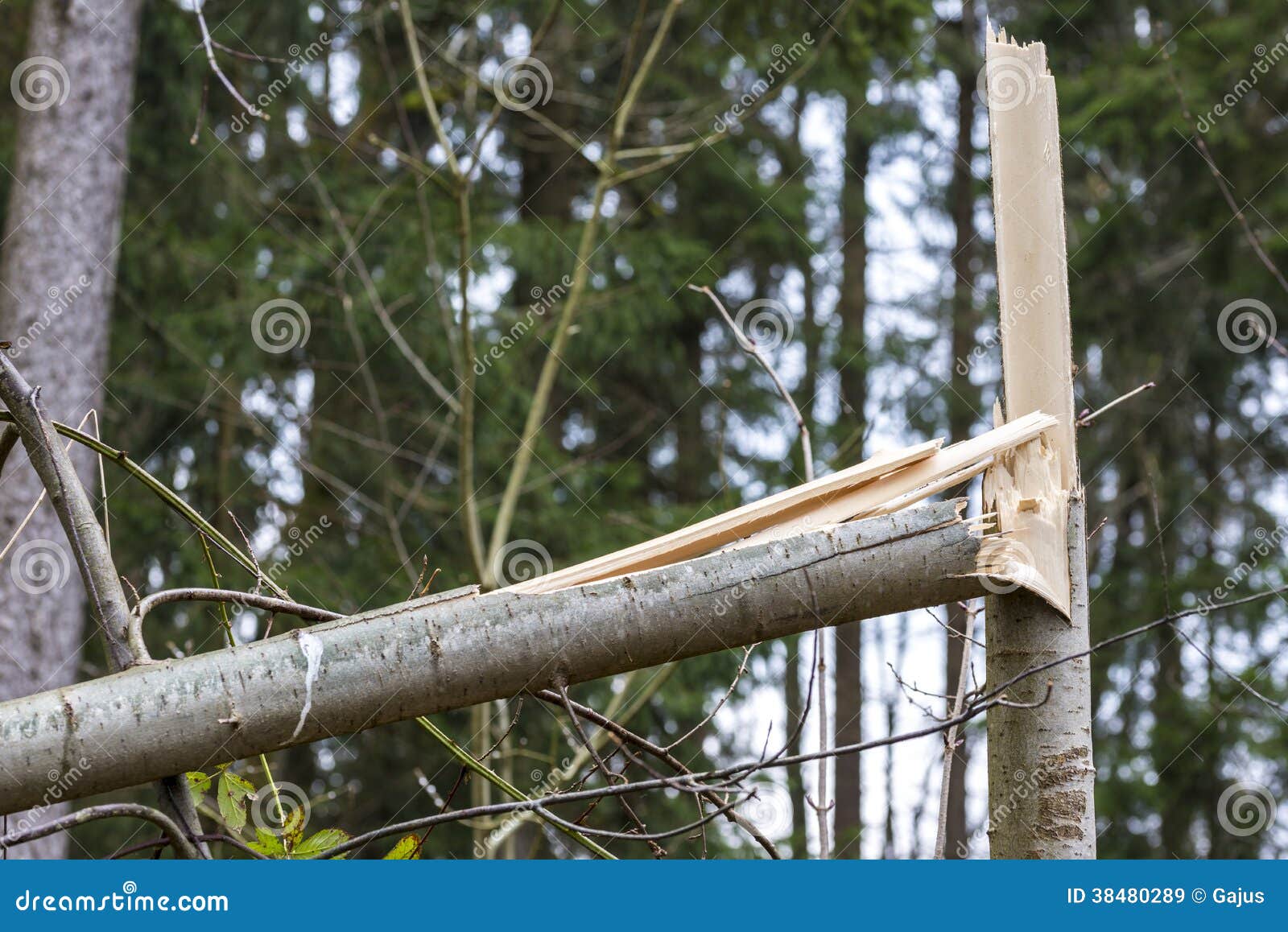 Young Sapling Destroyed by Wind Stock Image - Image of forest, safety ...