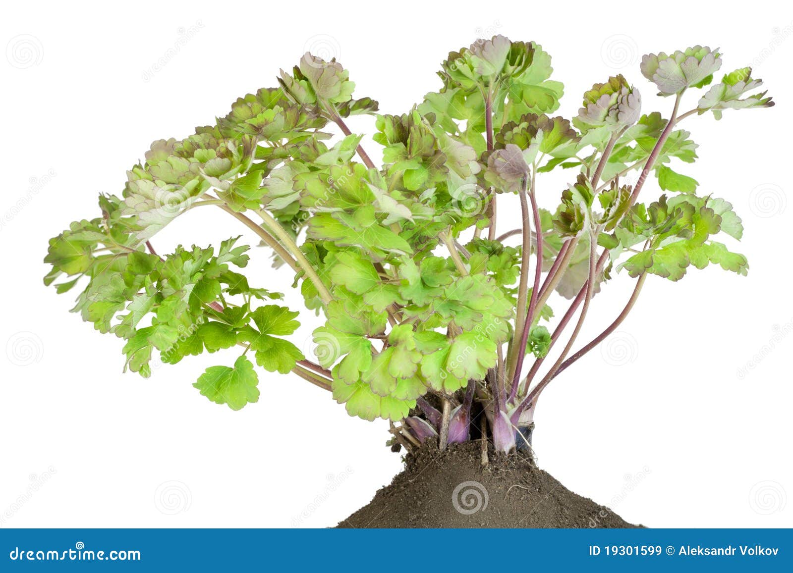 Young Sapling First Spring Garden Flower Stock Image - Image of ...