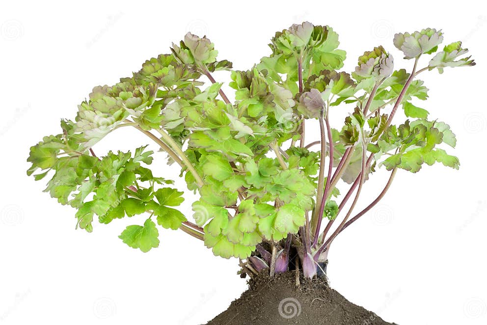 Young Sapling First Spring Garden Flower Stock Image - Image of ...