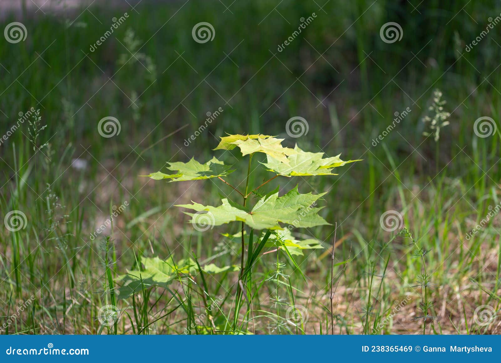 Young Sapling of a Maple Tree in the Forest or Park Grows Stock Image ...