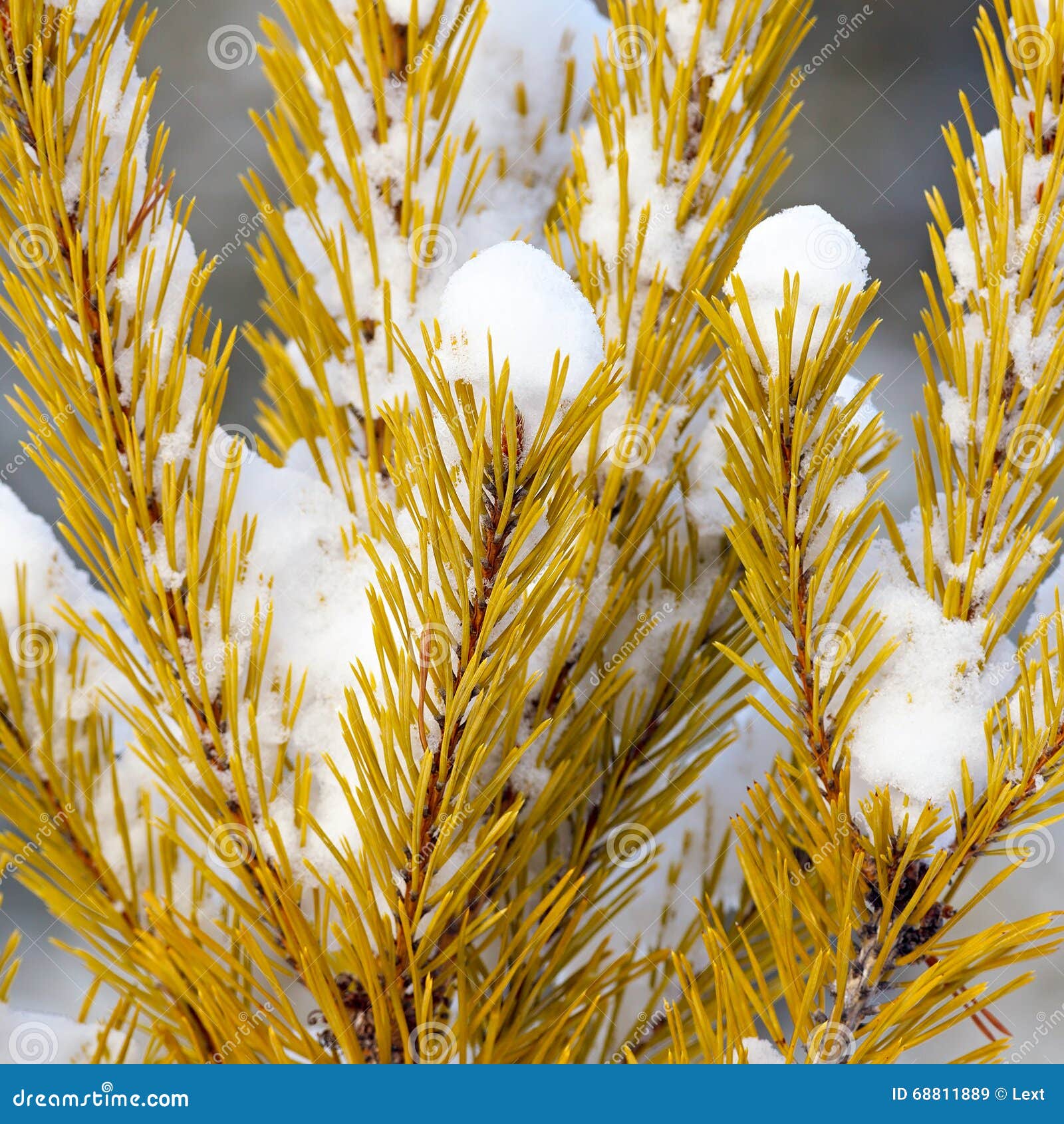 Young sapling pine tree. stock image. Image of wood, leaf - 68811889