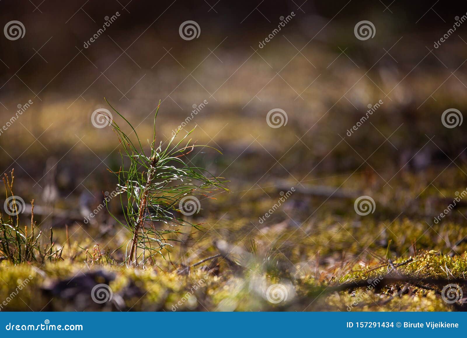 Young Sapling of a Pine Tree Stock Photo - Image of outdoor, bokeh ...
