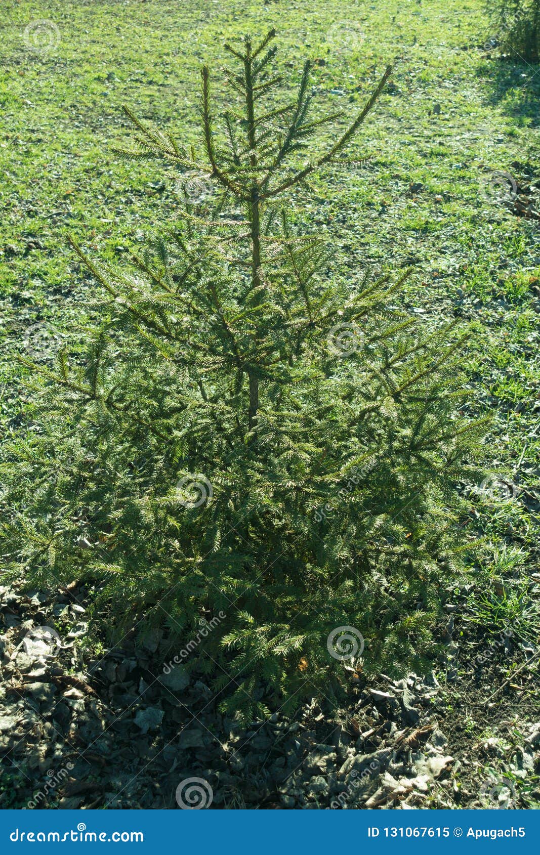 Young Sapling of Spruce Full-length View Stock Image - Image of ...
