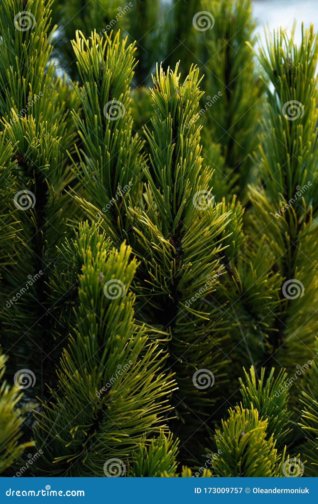 A Young Sapling of Spruce Grows in the Forest Ground with Green Moss ...