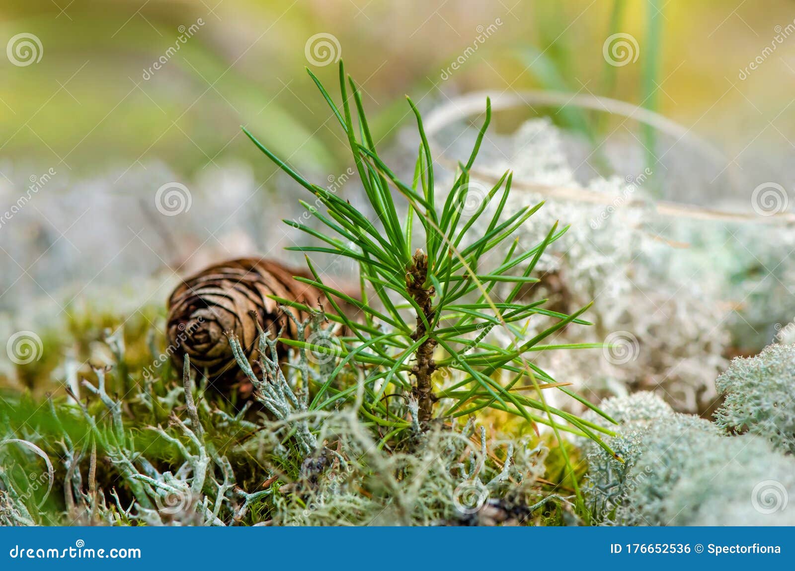 A Young Sapling of Spruce Grows in the Ground. Small Coniferous Tree ...