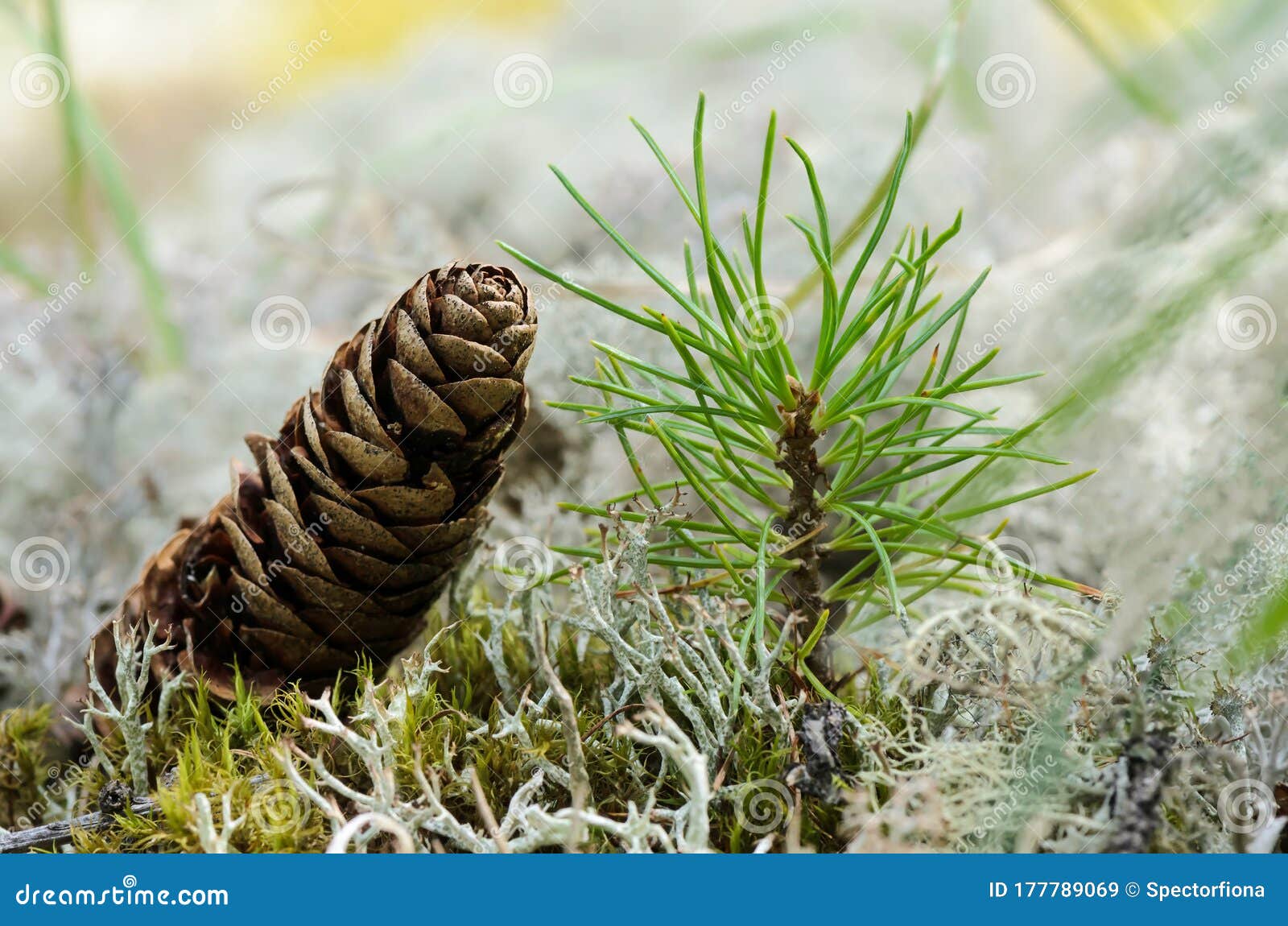 A Young Sapling of Spruce Grows in the Ground. Small Coniferous Tree ...