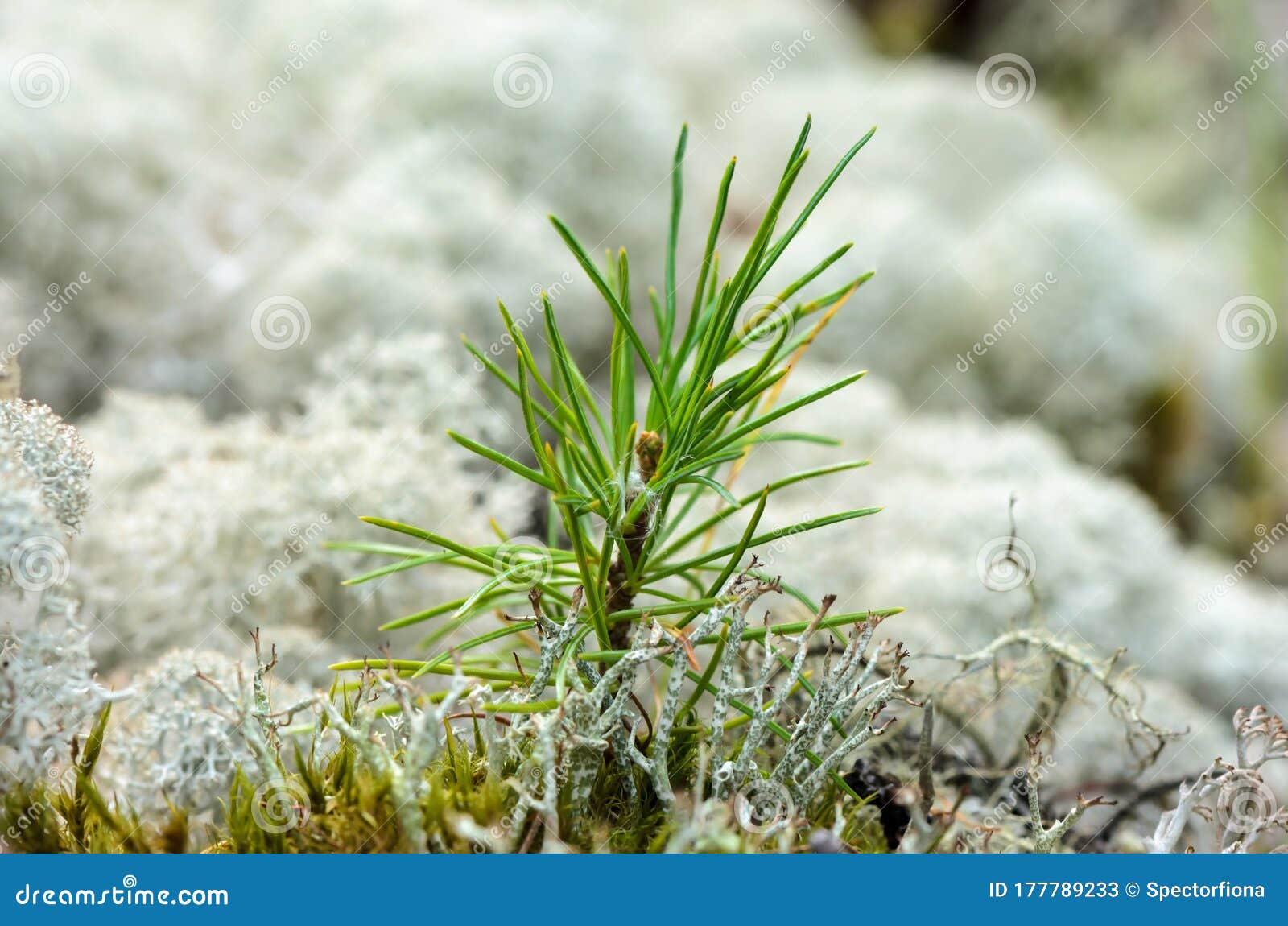 A Young Sapling of Spruce Grows in the Ground. Small Coniferous Tree ...
