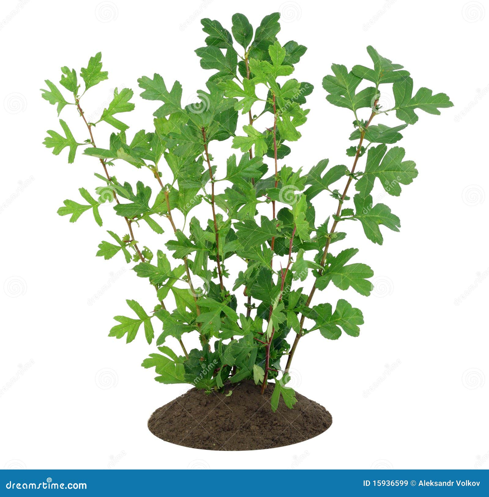 Young Saplings Sprouts of Hawthorn Stock Image - Image of nature ...