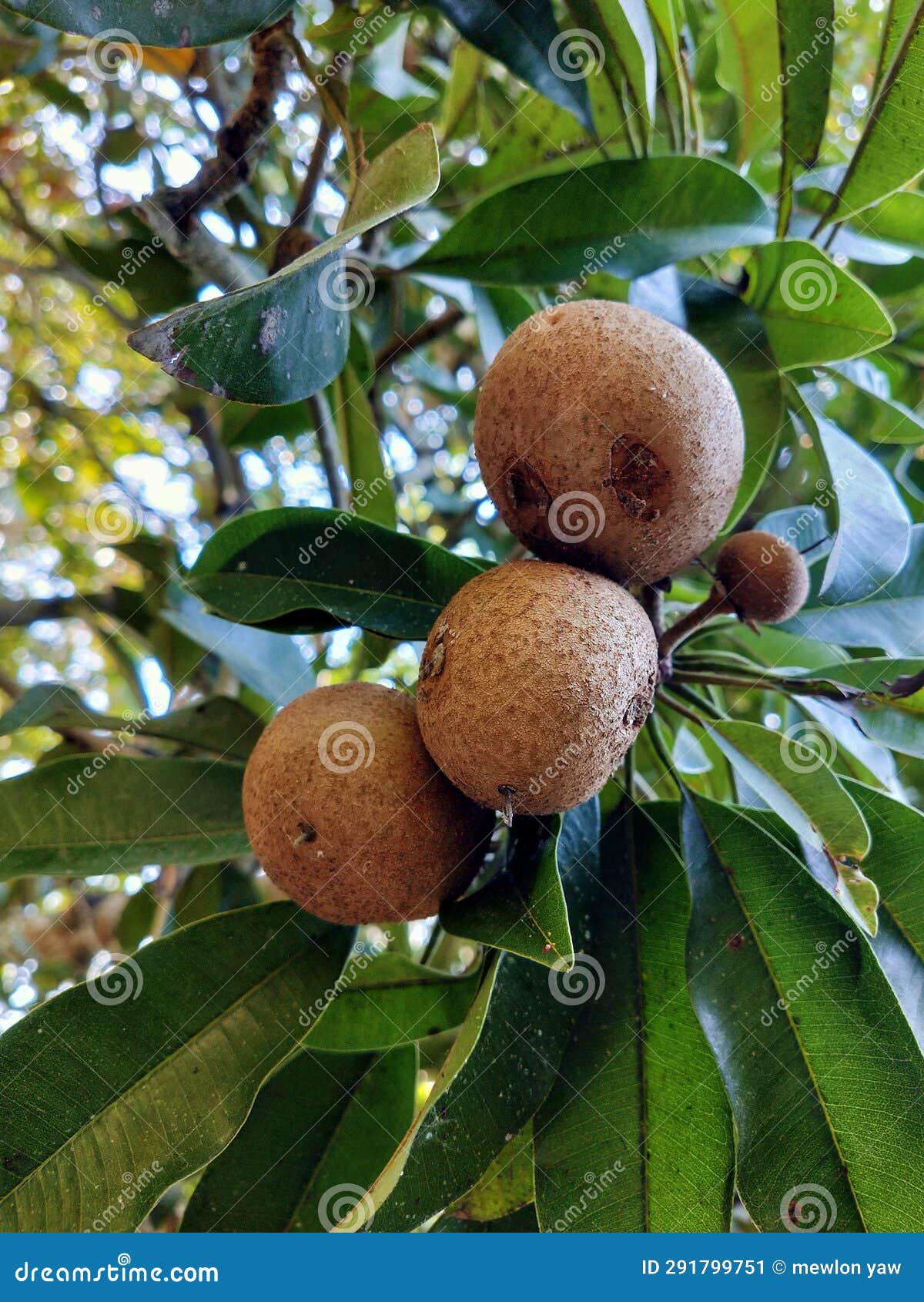 Young sapota on the treeb editorial photo. Image of tree - 291799751