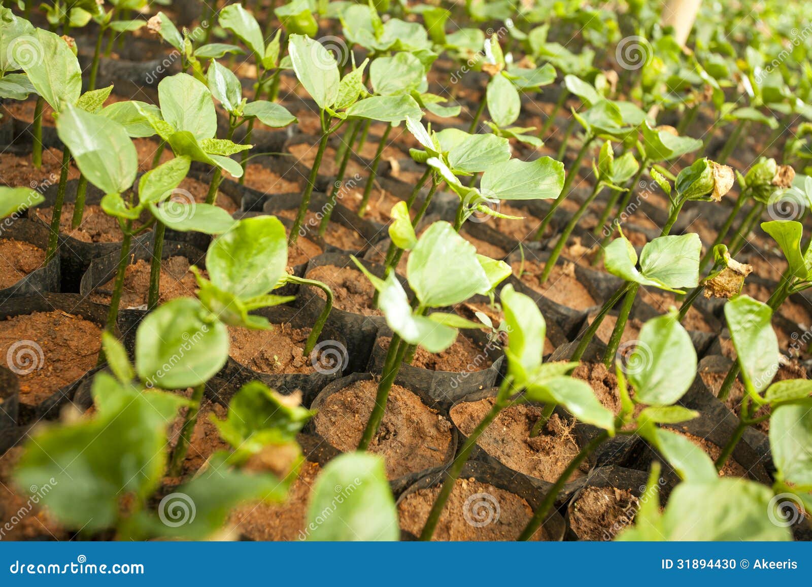 Young Sasha Inchi stock photo. Image of agriculture, plukenetia - 31894430