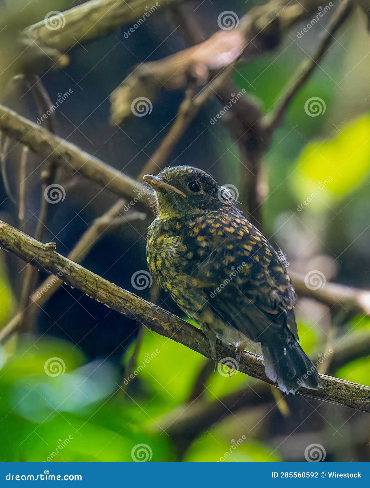 Young Scaled Fruiteater Perched on a Tree Branch. Stock Photo - Image ...
