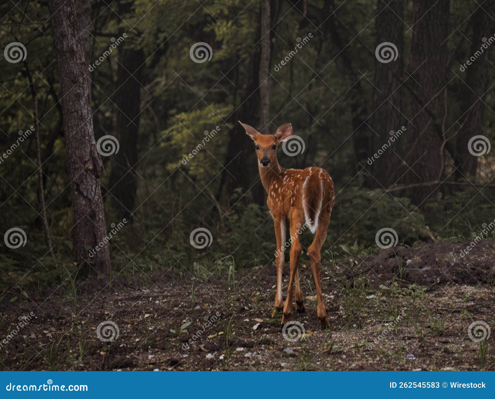 Young Scared Deer in a Dark Dense Forest Stock Image - Image of forest ...