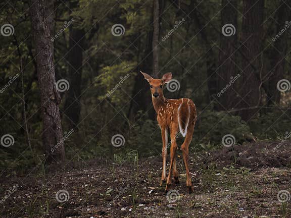 Young Scared Deer in a Dark Dense Forest Stock Image - Image of forest ...