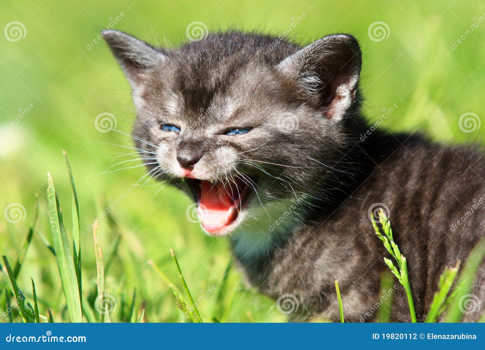 Young scared kitten stock photo. Image of miaow, baby - 19820112