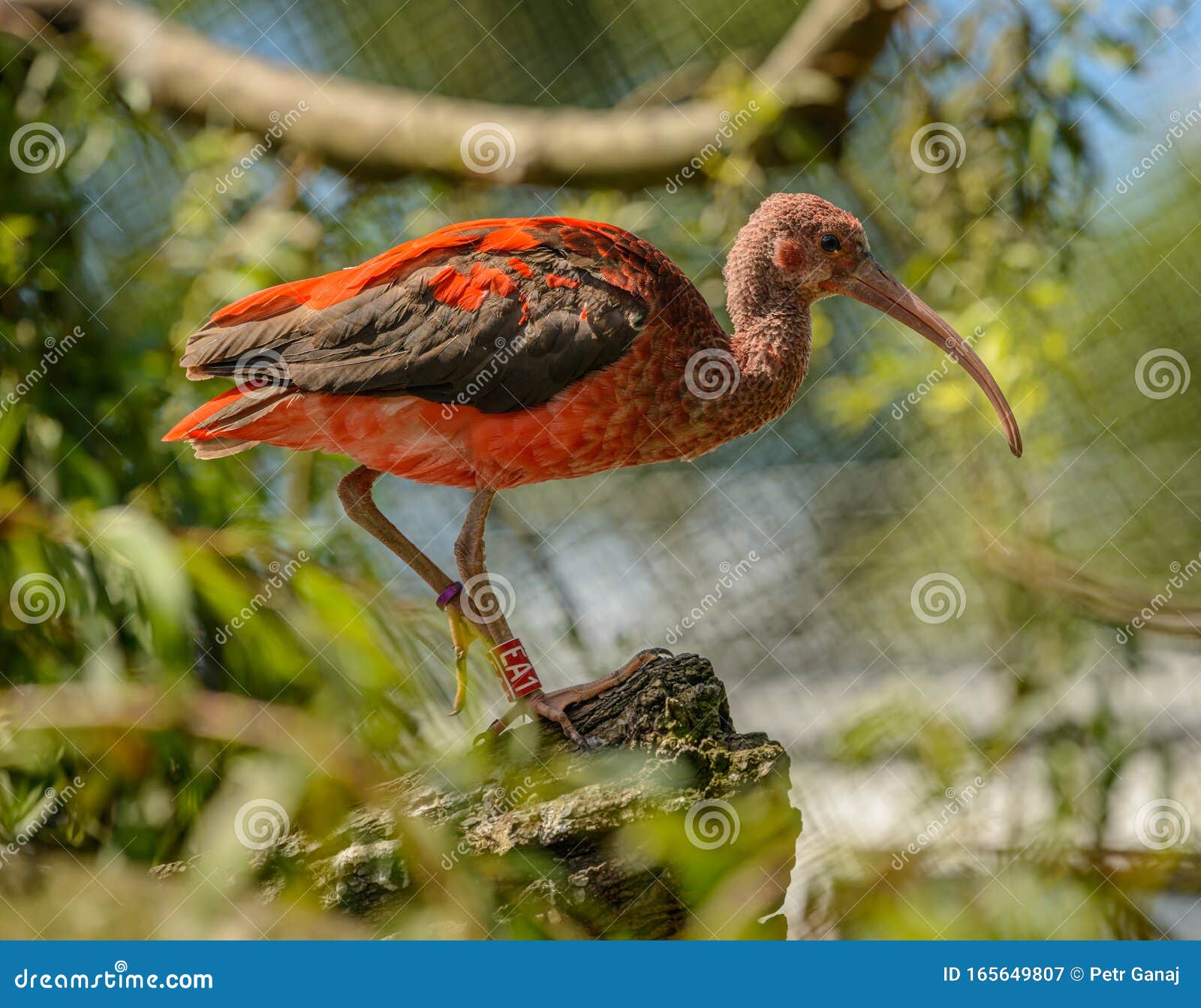 Young Scarlet Ibis Eudocimus Ruber Bird on Dead Stem Stock Image ...