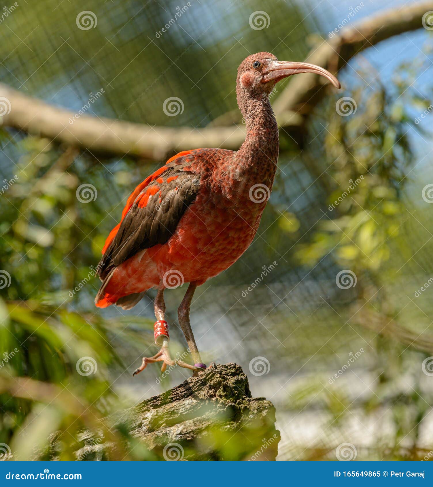 Young Scarlet Ibis Eudocimus Ruber Bird on Dead Stem Stock Image ...