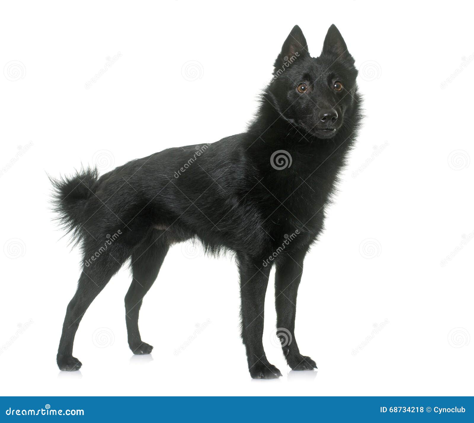 White Schipperke