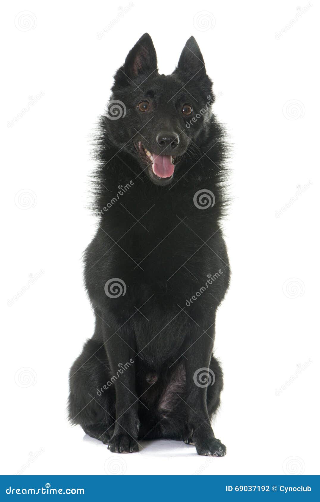 Schipperke White Background Stock Photos - Free & Royalty-Free Stock ...