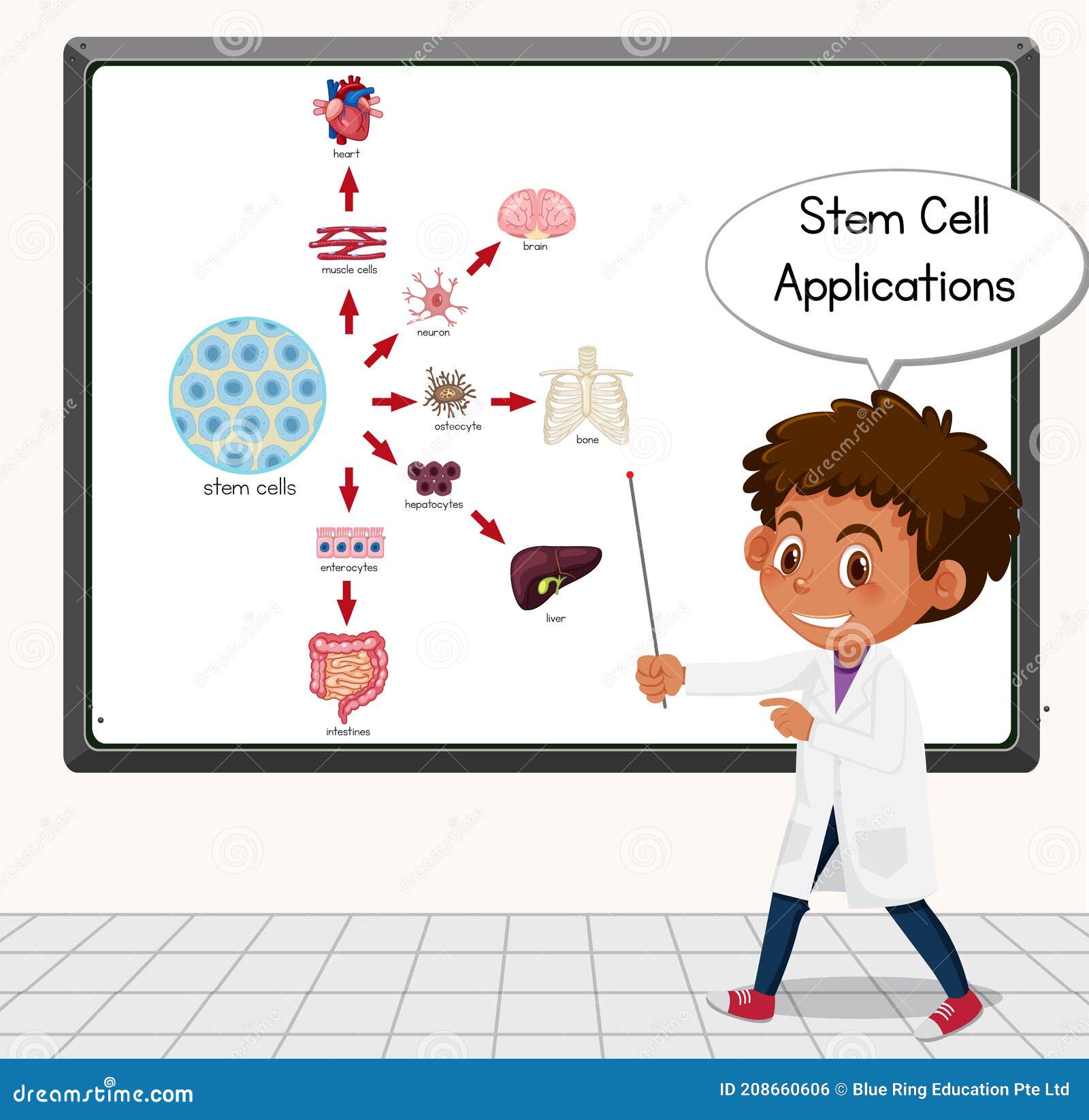 Young Scientist Explaining Stem Cell Applications in Front of a Board ...