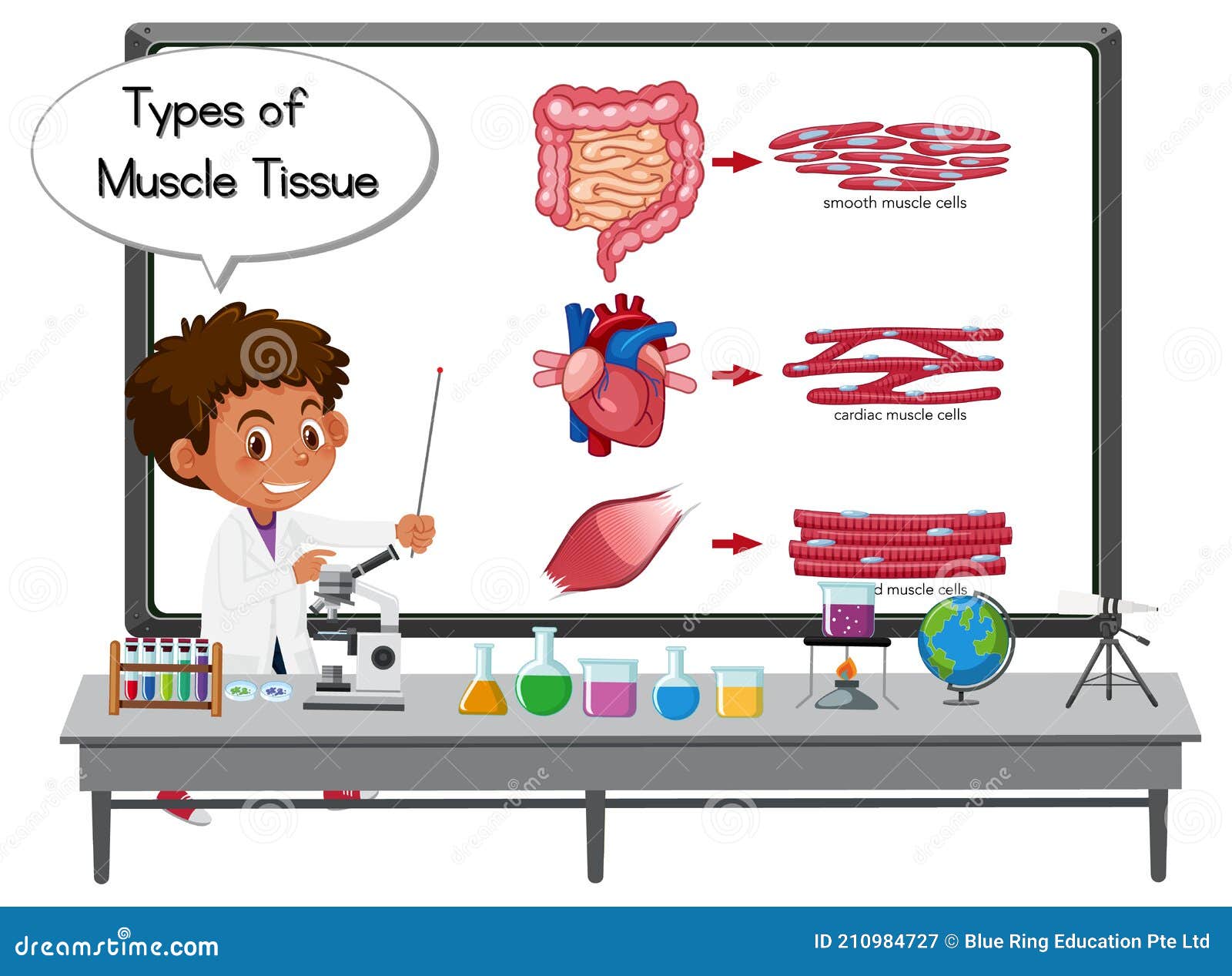 Young Scientist Explaining Types of Muscle Tissue in Front of a Board ...