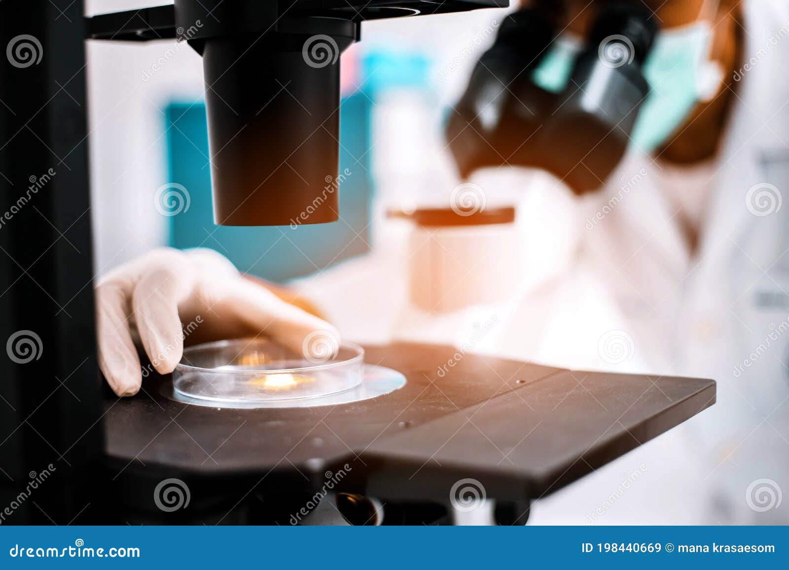 Scientist Looking at Microscope and Sample in Plate. Select Focus on ...