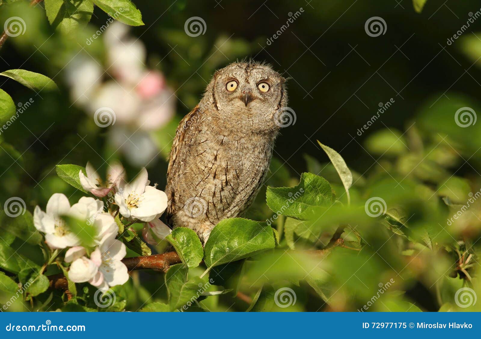 Young scops owl stock image. Image of bloom, baby, wildlife - 72977175