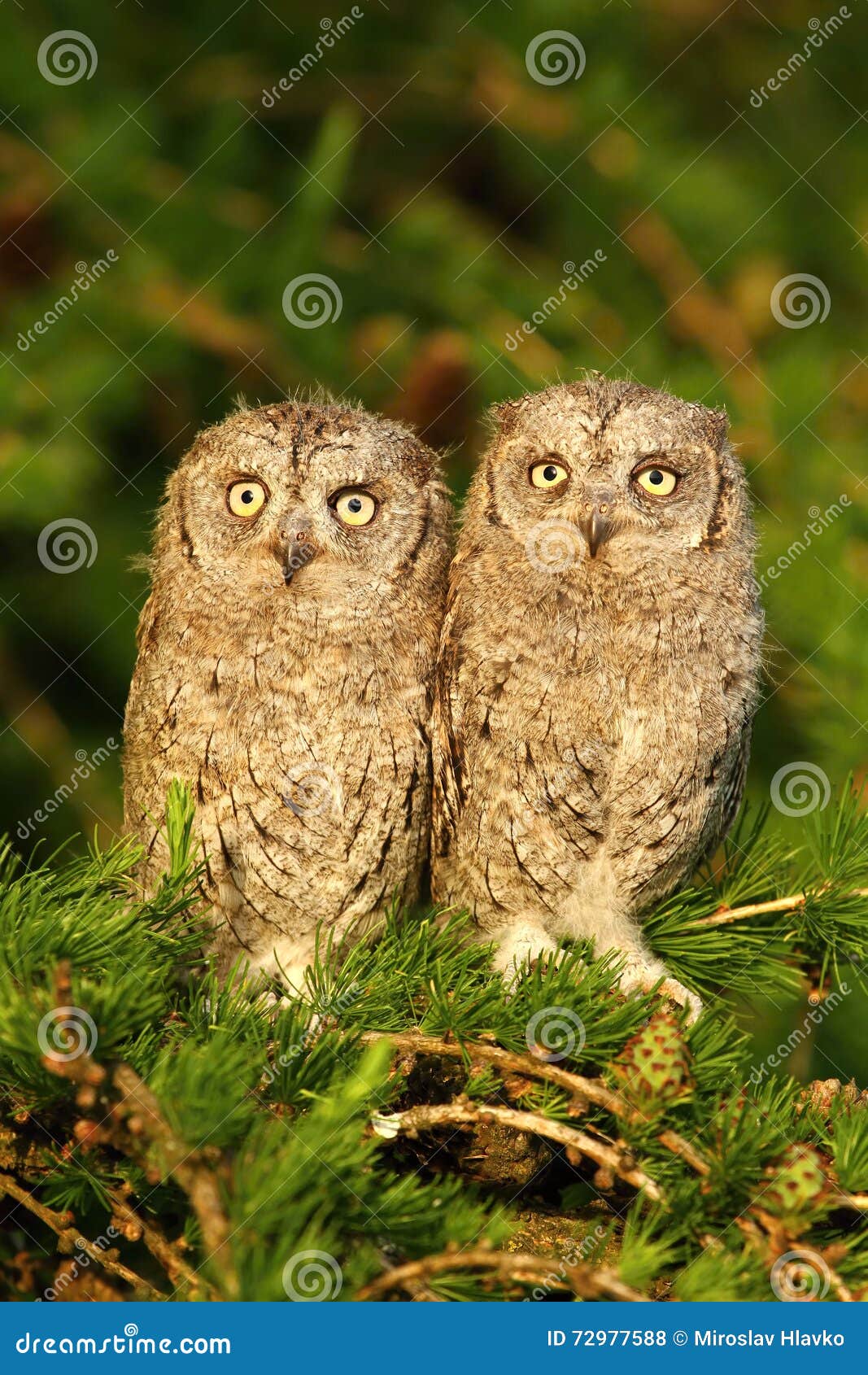 Young scops owls stock photo. Image of offspring, hawking - 72977588