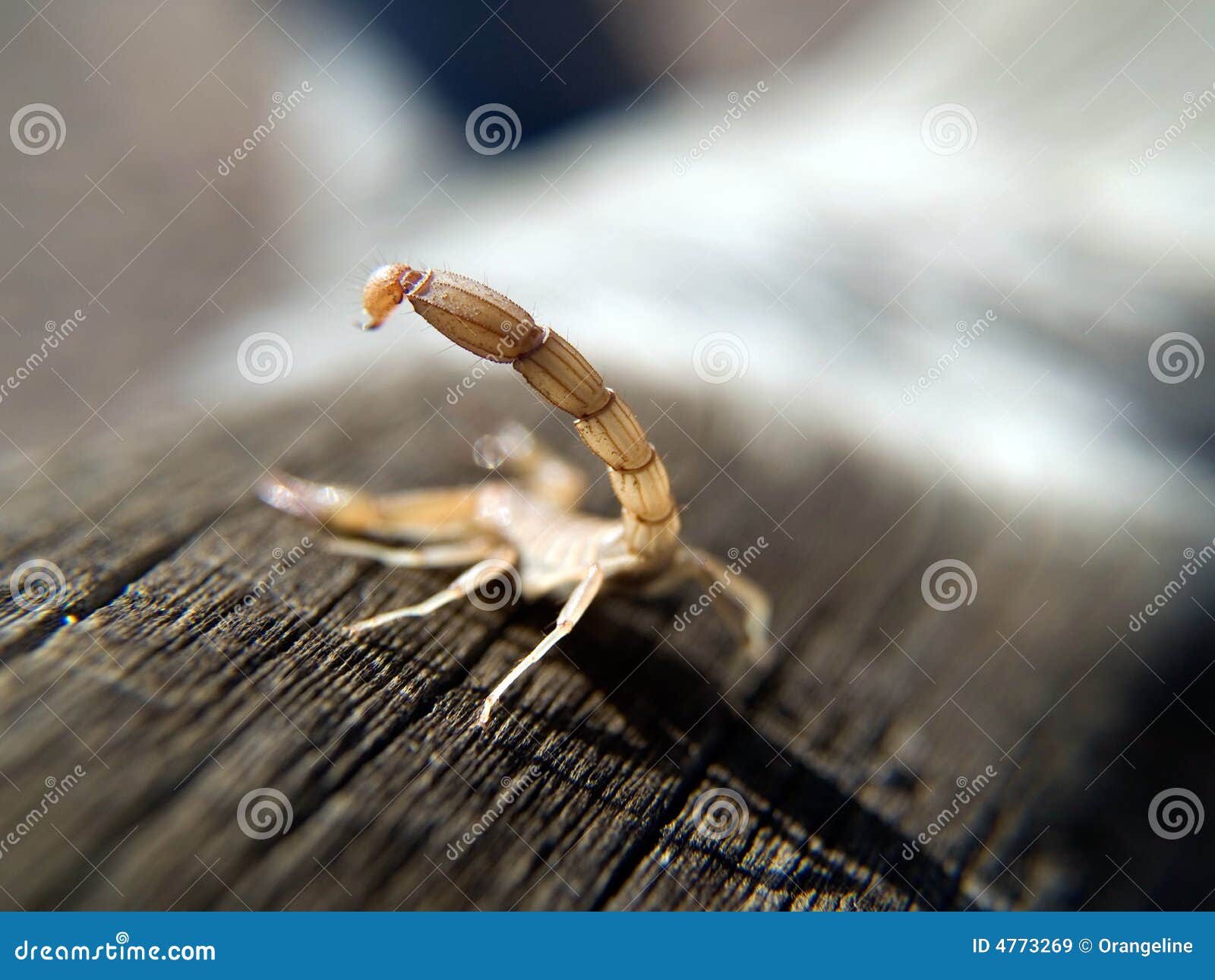 Young Scorpion Showing His Tail Stock Image - Image of macro, scorpion ...