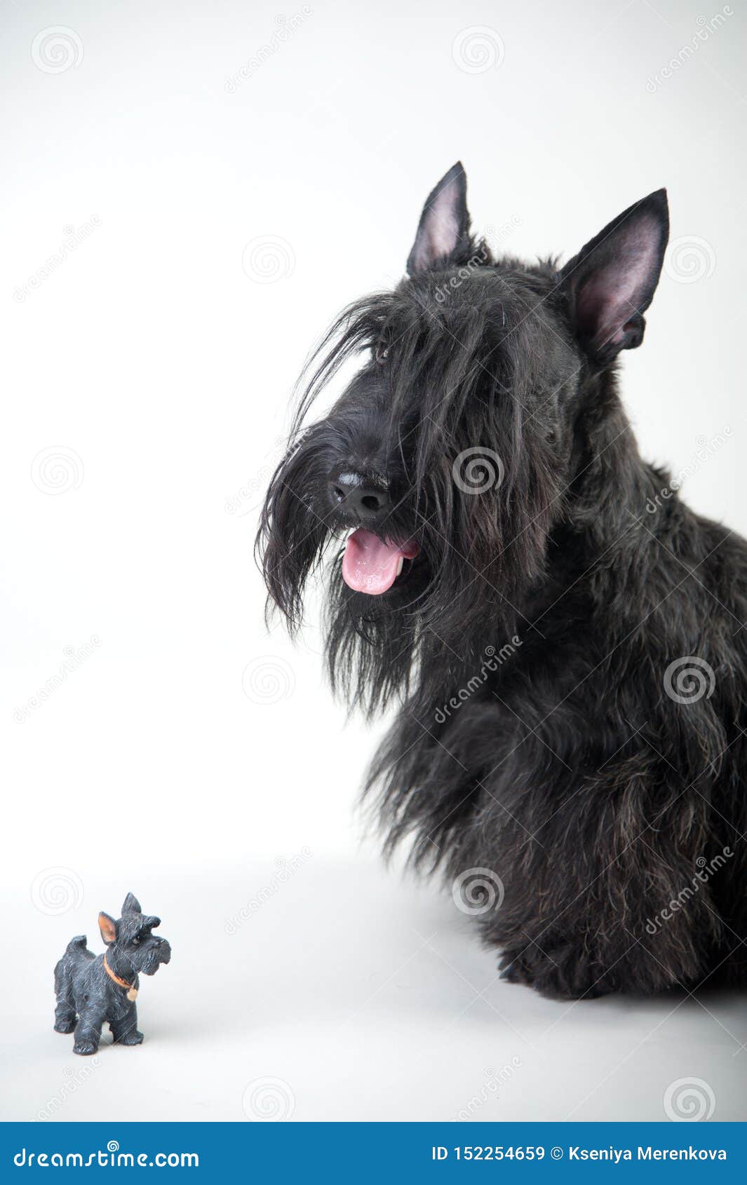 Young Scottish Terrier on a White Background Stock Image - Image of ...