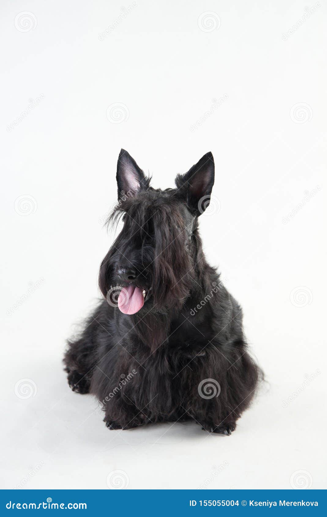 Young Scottish Terrier on a White Background Stock Photo - Image of ...