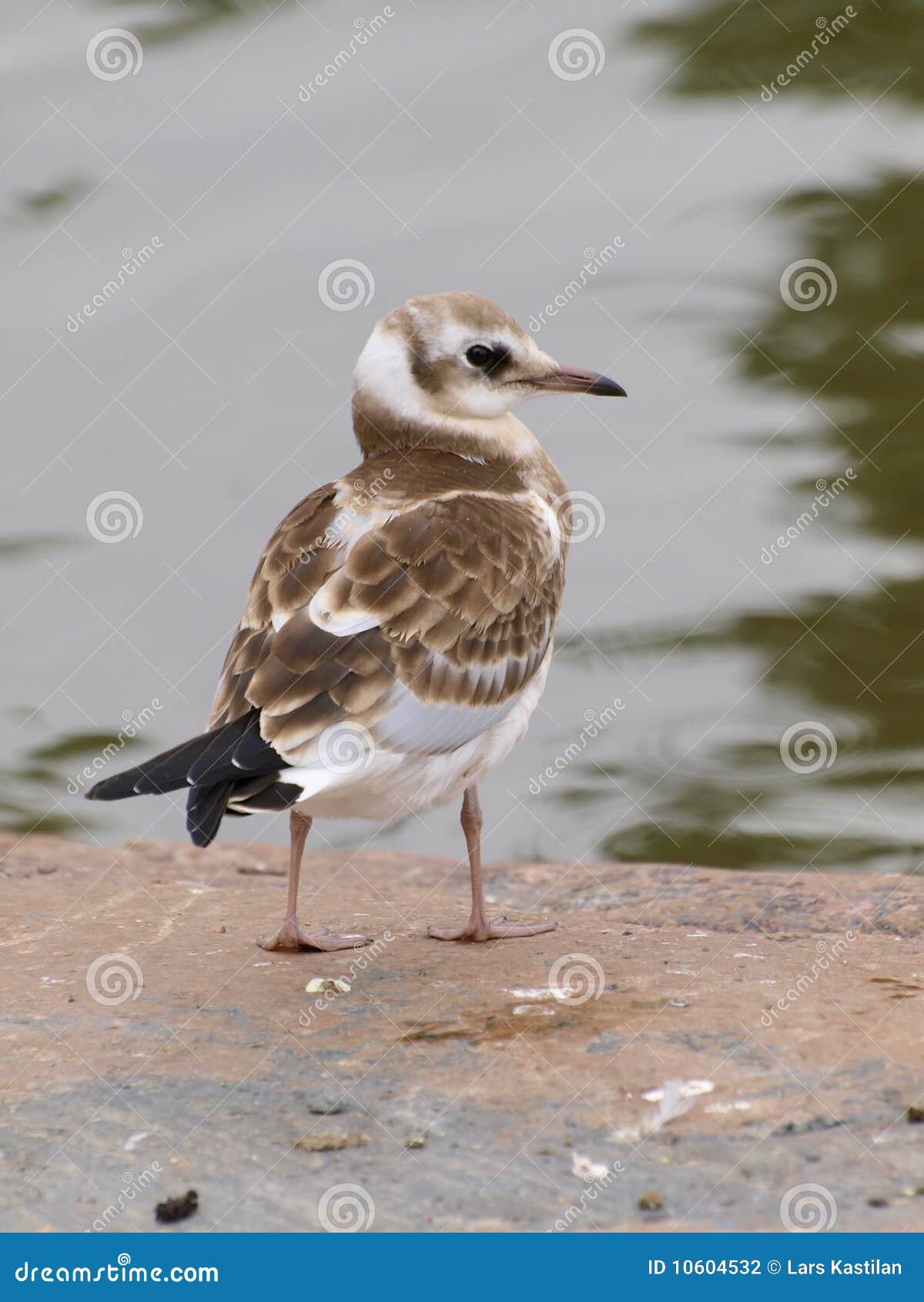Young Seagull stock photo. Image of water, feather, seagulls - 10604532