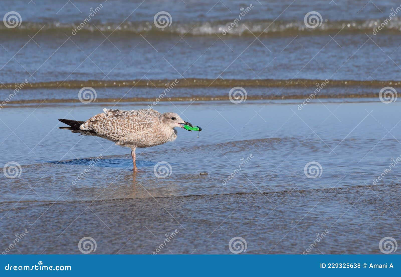 A Young Seagull with a Discarded Disposable Plastic Cigarette Lighter ...