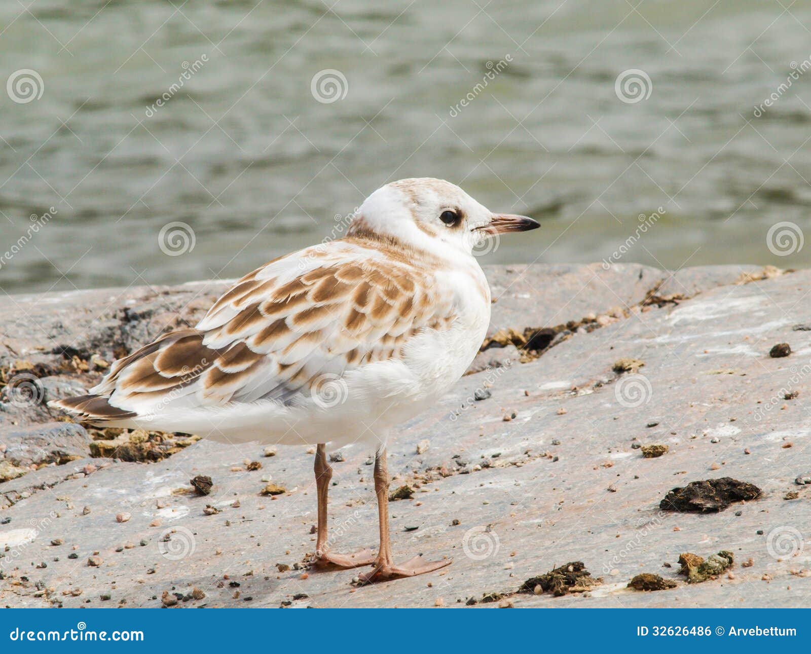 Young seagull stock photo. Image of beauty, bird, beak - 32626486