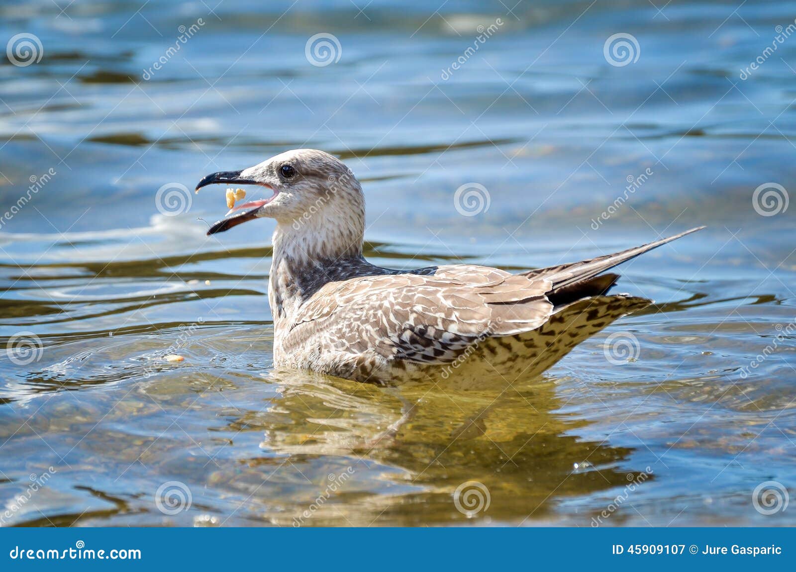 Young seagull is eating stock image. Image of high, closeup - 45909107