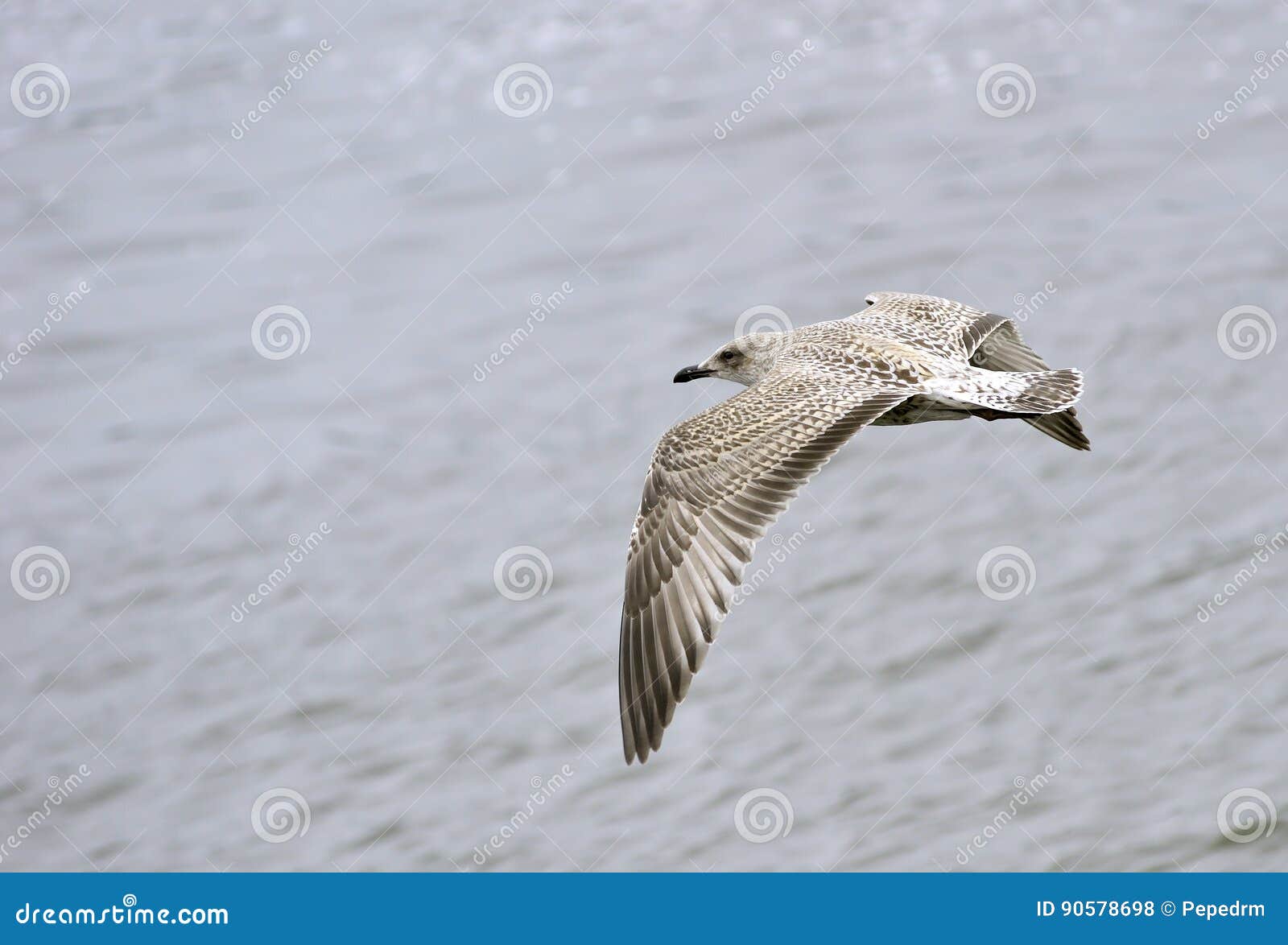 Young Seagull Flapping and Turning Stock Photo - Image of left, wings ...