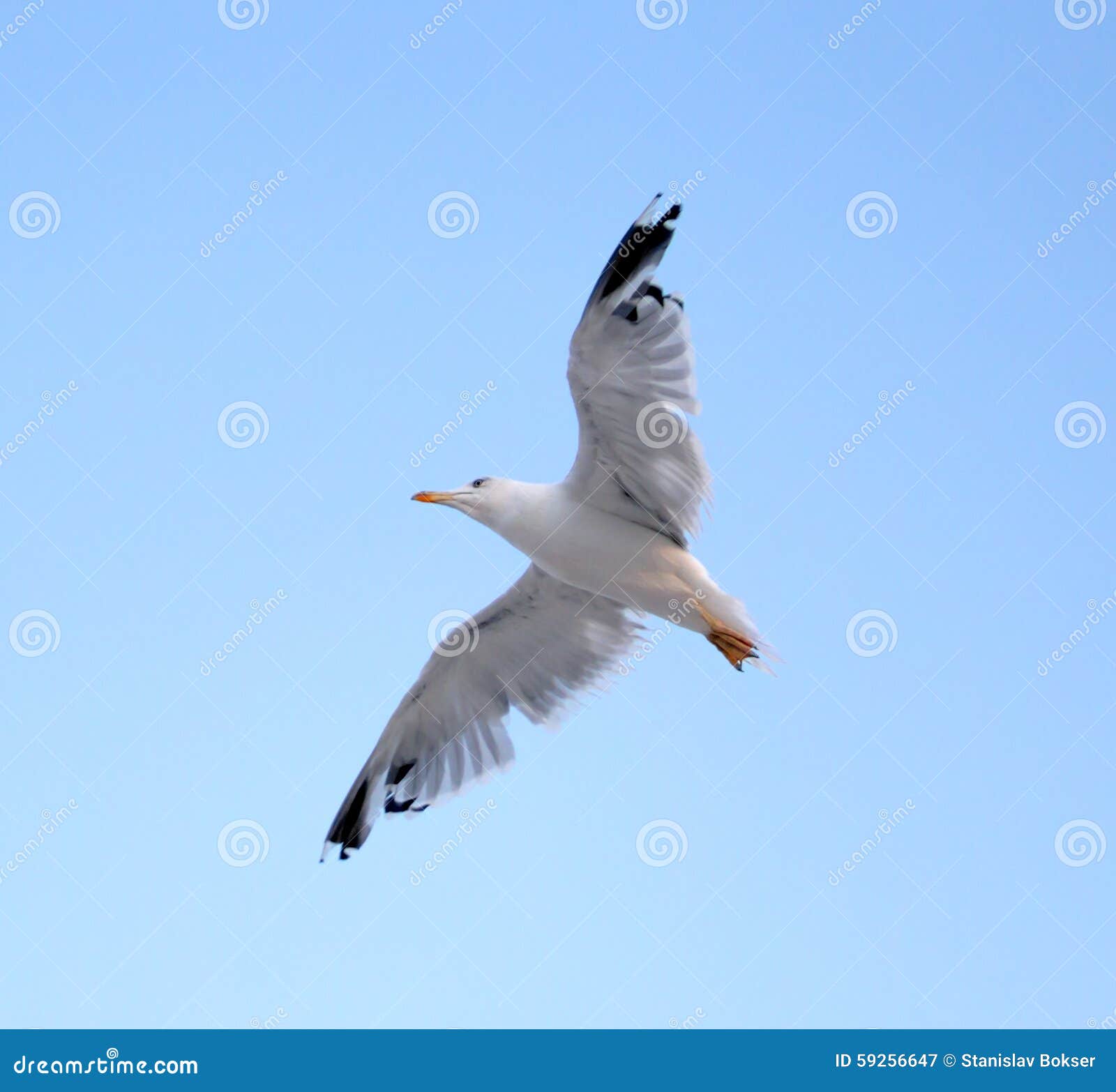 Young seagull flying stock image. Image of europe, life - 59256647