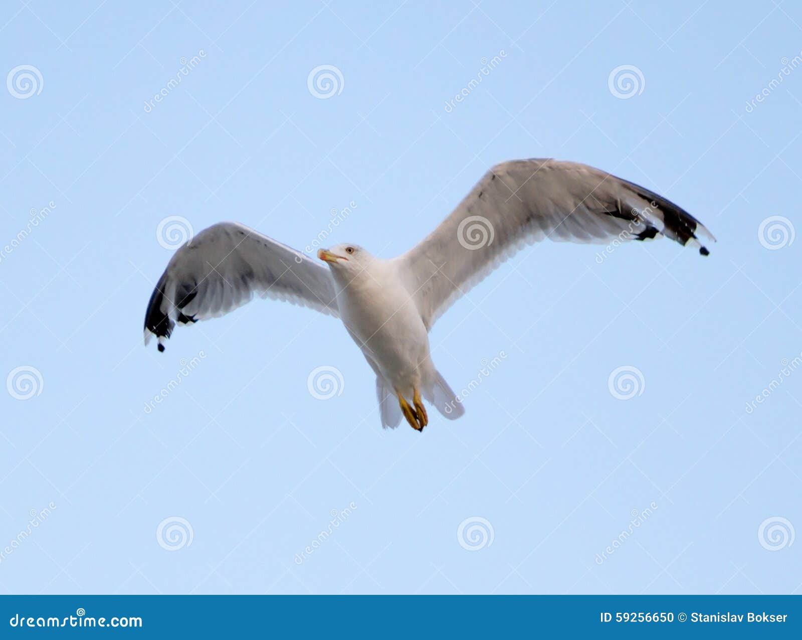Young seagull flying stock photo. Image of grey, flying - 59256650