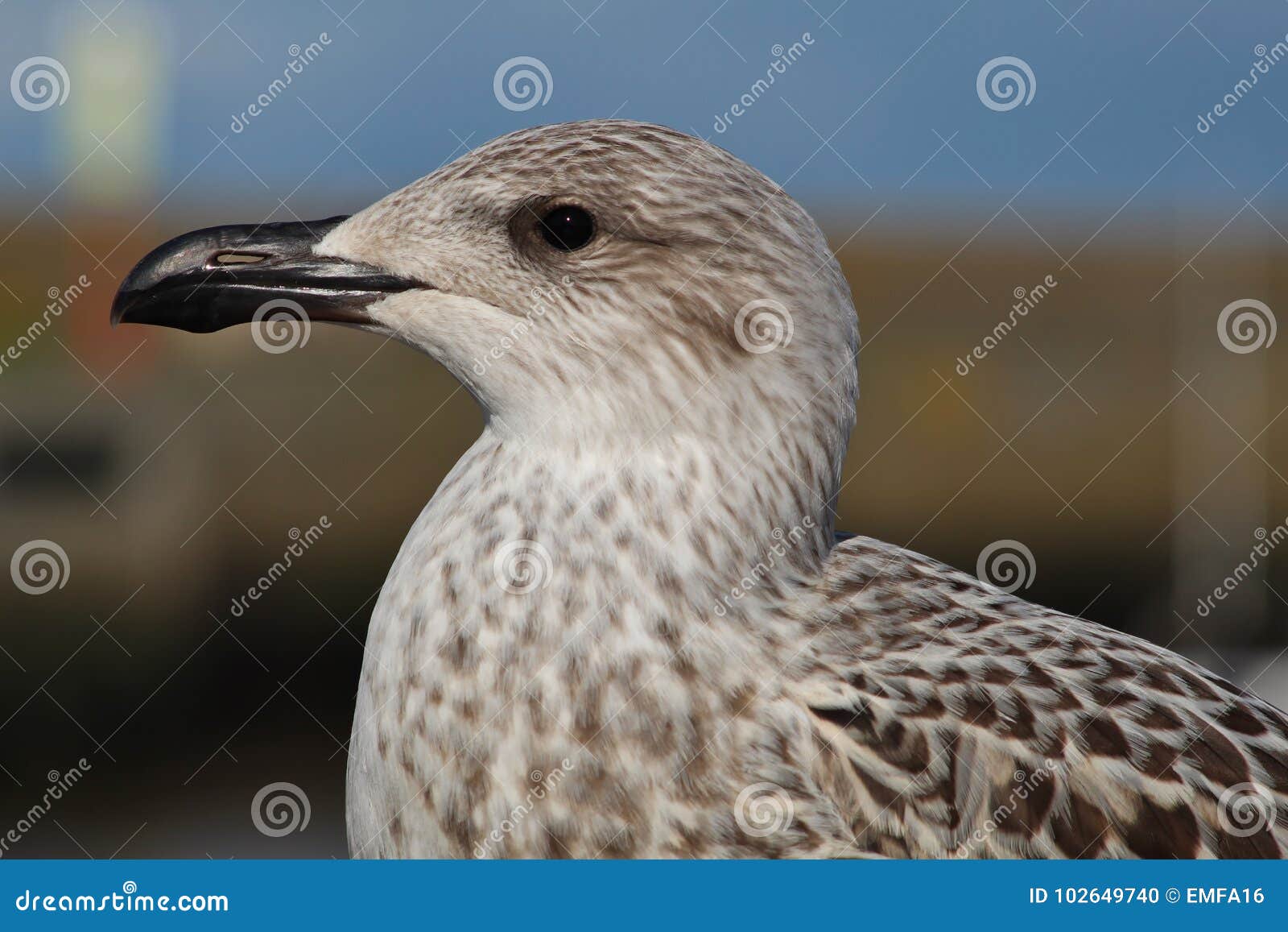 Young Seagull Profile stock photo. Image of bird, head - 102649740