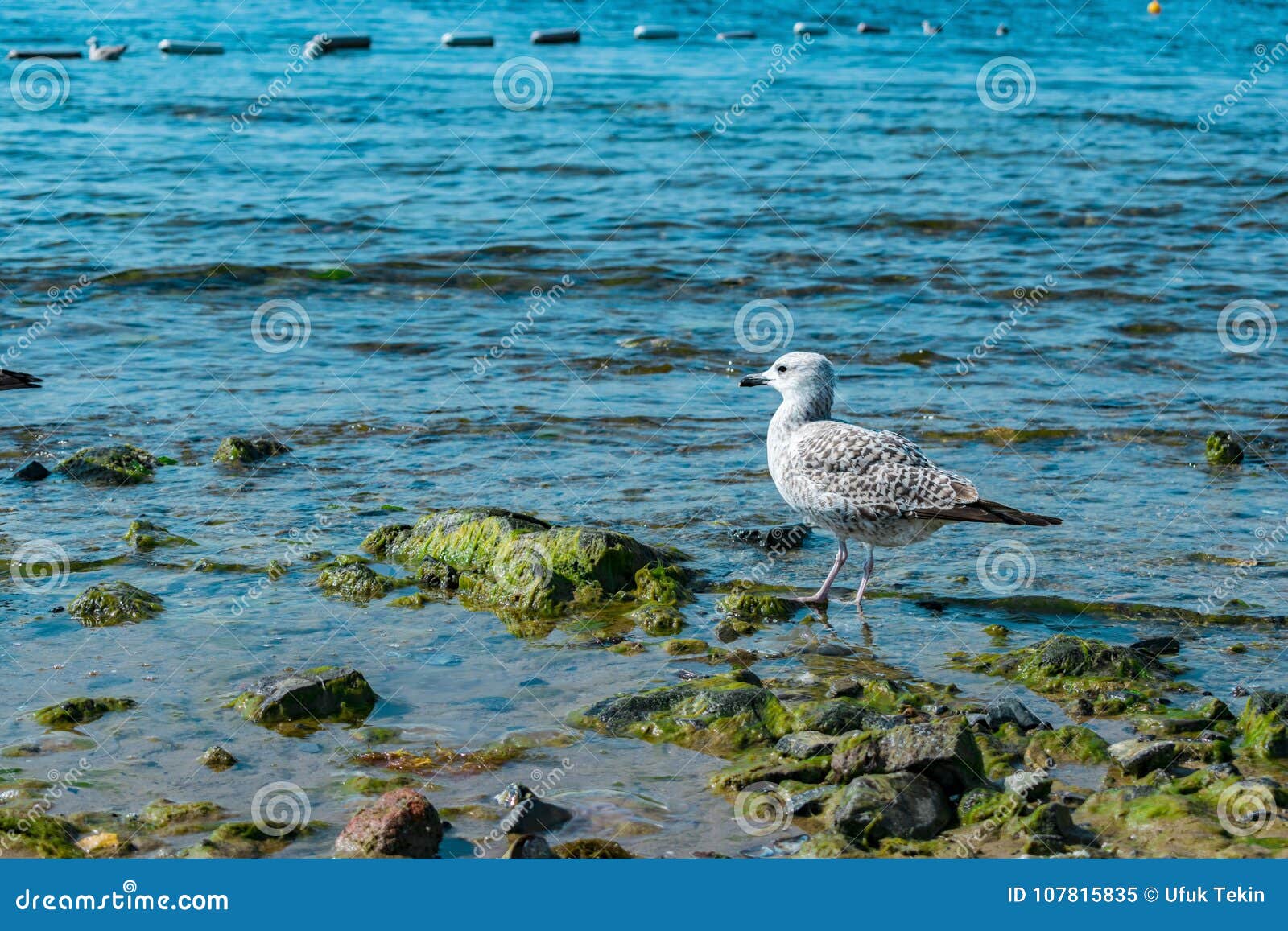 Young seagull stock image. Image of seaside, nature - 107815835