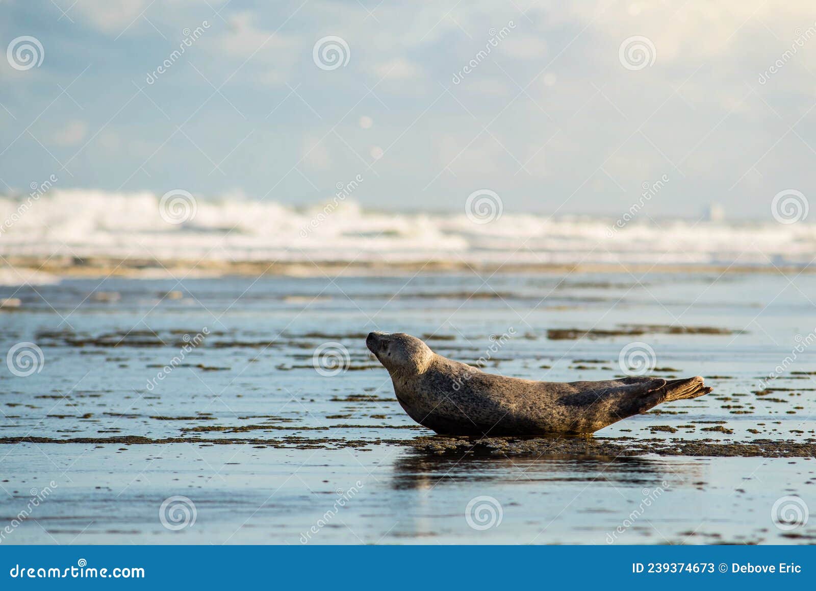 Young Seal Basking on the Beach in Winter Stock Image - Image of young ...