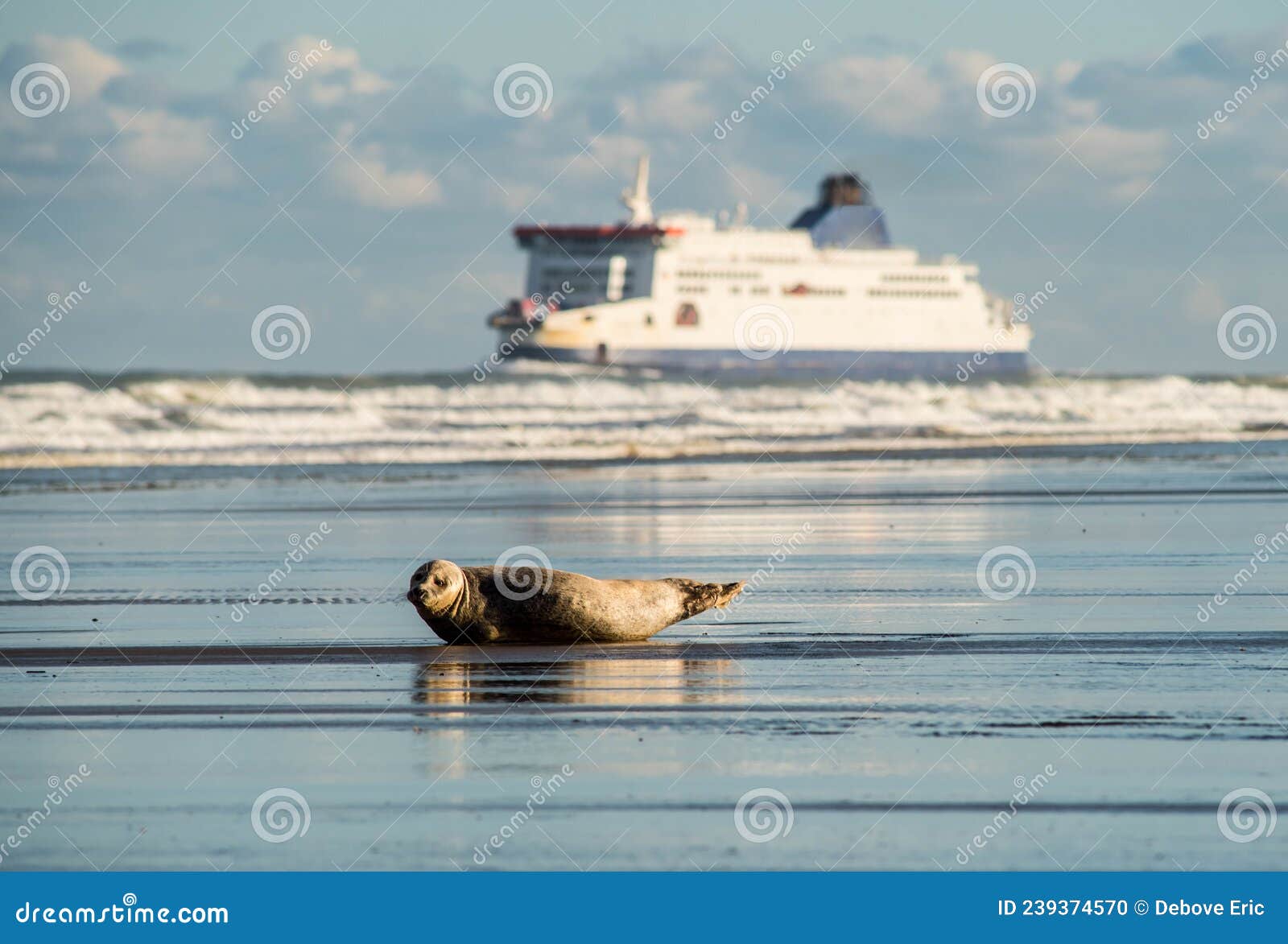 Young Seal Basking on the Beach in Winter Stock Photo - Image of ...