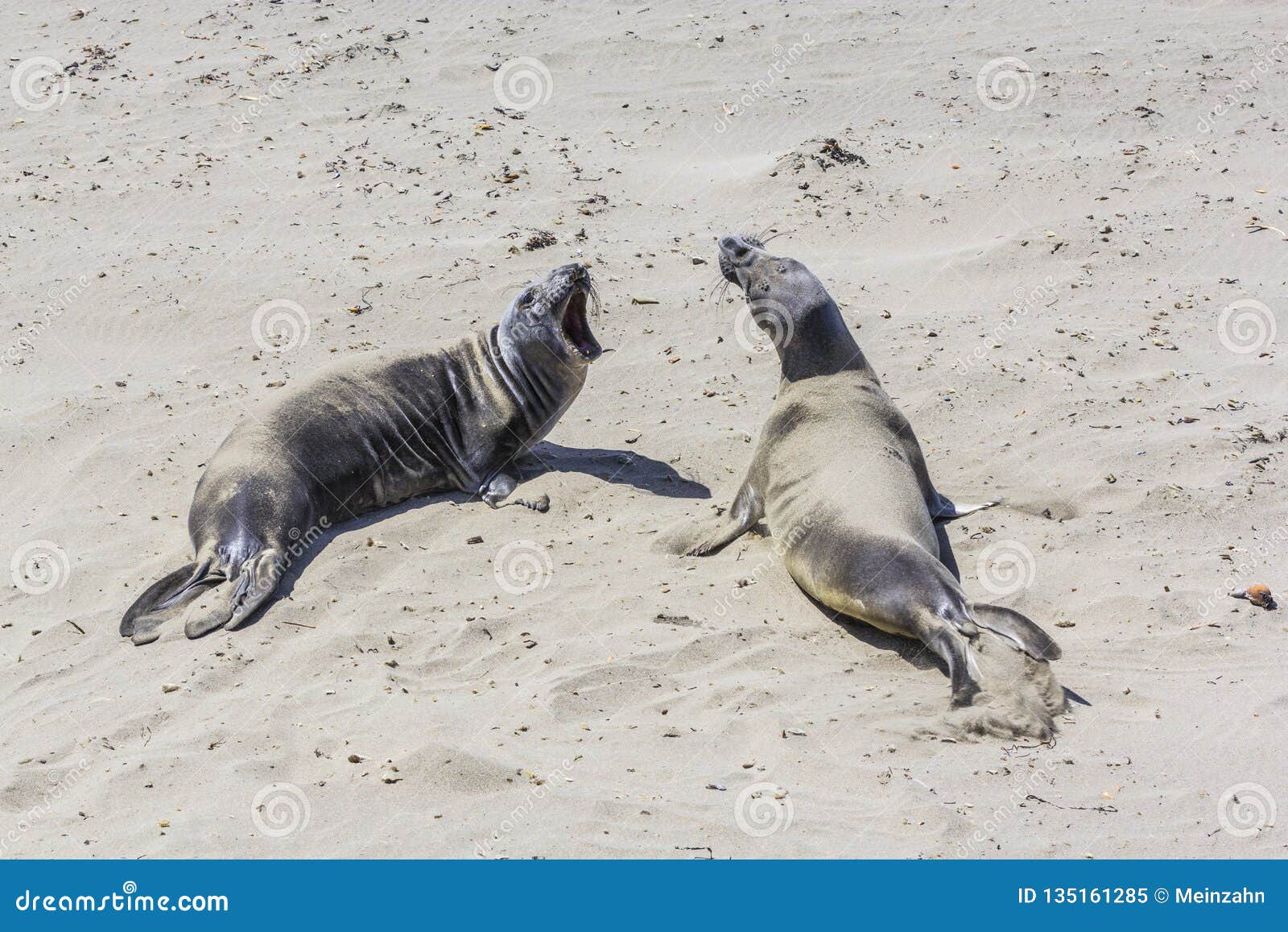 Young Sealions Shouting at the Beach Stock Image - Image of shouting ...