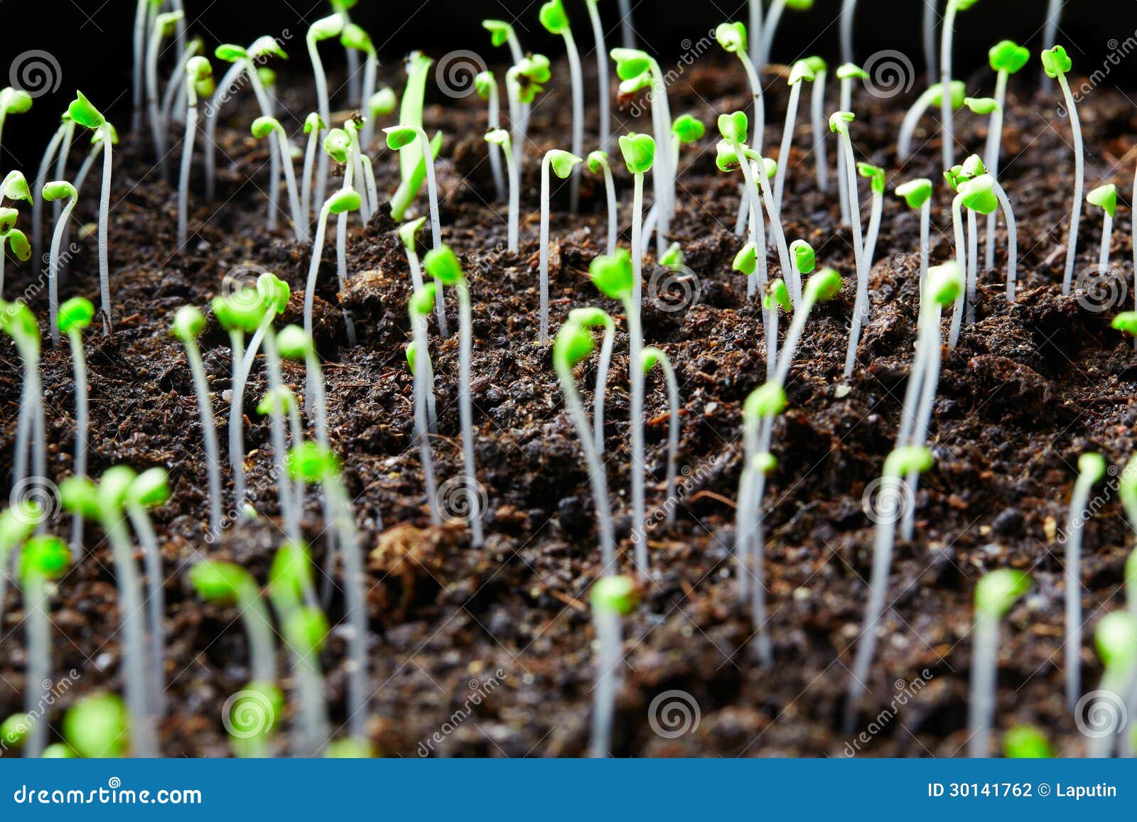 Plant seedlings stock photo. Image of group, organic - 30141762