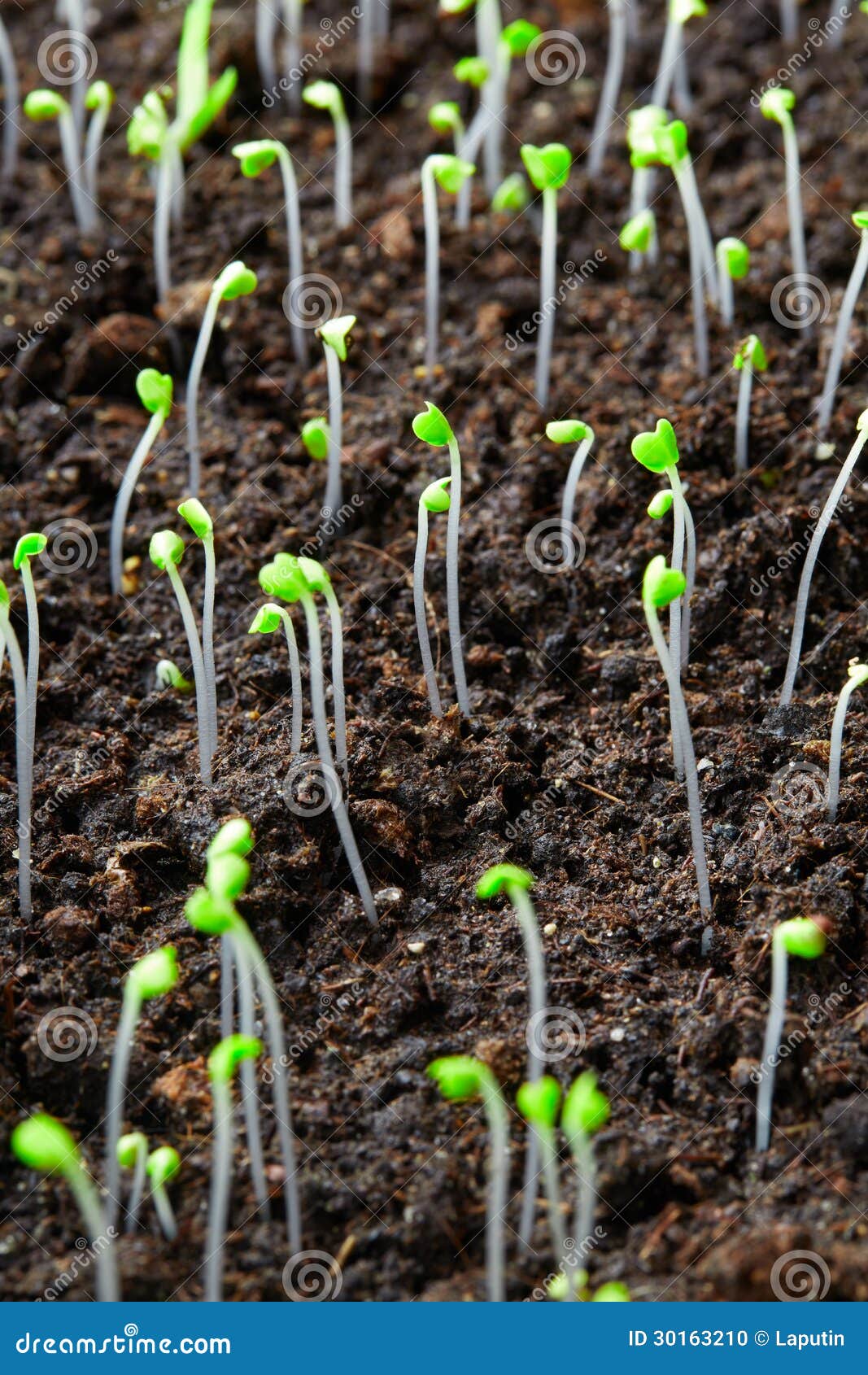 Plant seedlings stock photo. Image of emergence, garden - 30163210