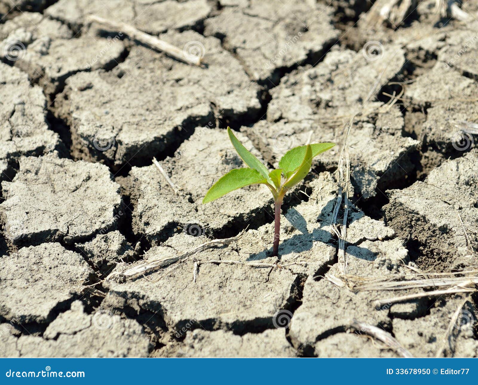 Young seedling stock photo. Image of blue, fresh, farming - 33678950