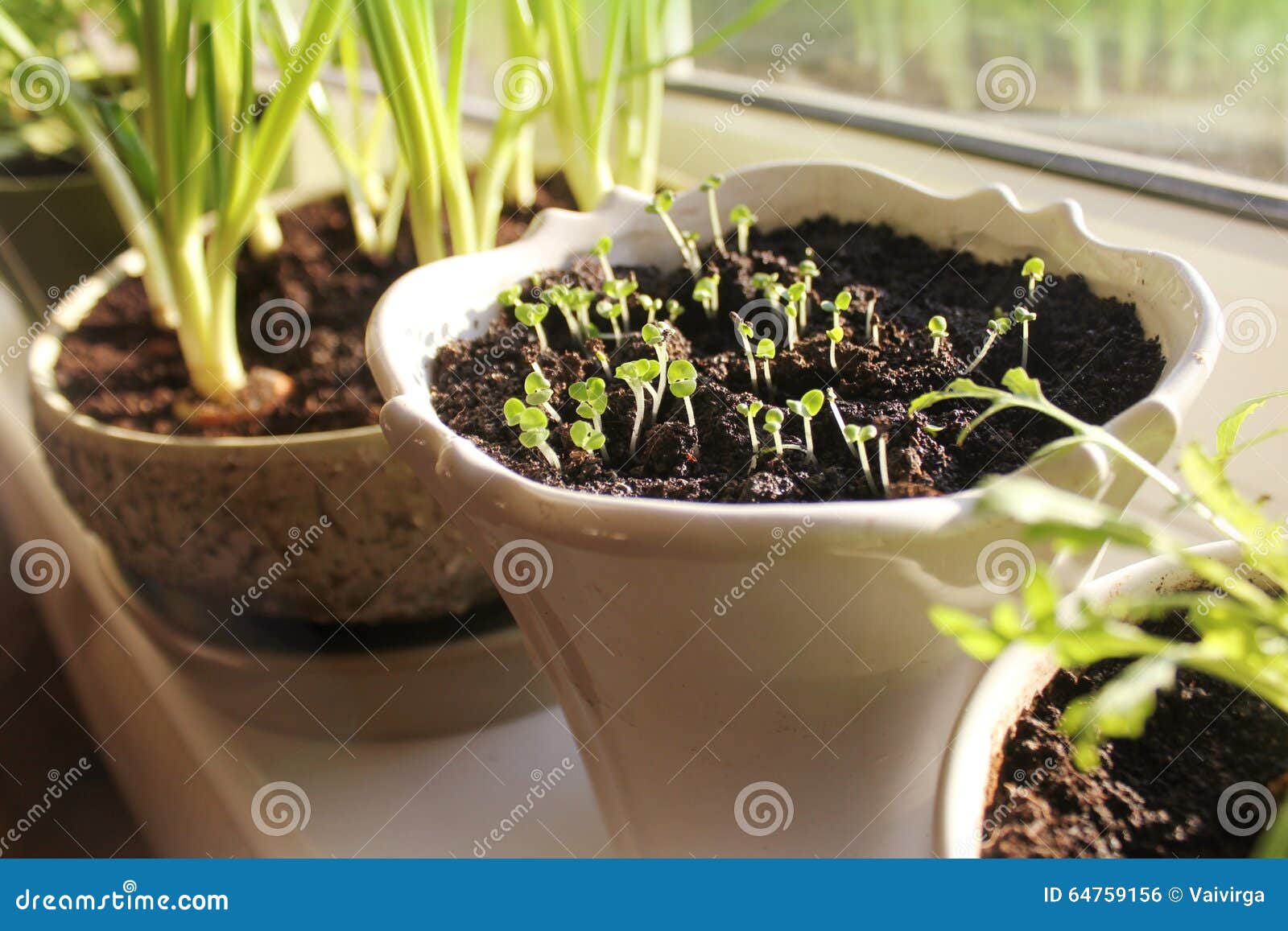 Young Seedling Growing in Pot Stock Photo - Image of kitchen, growth ...