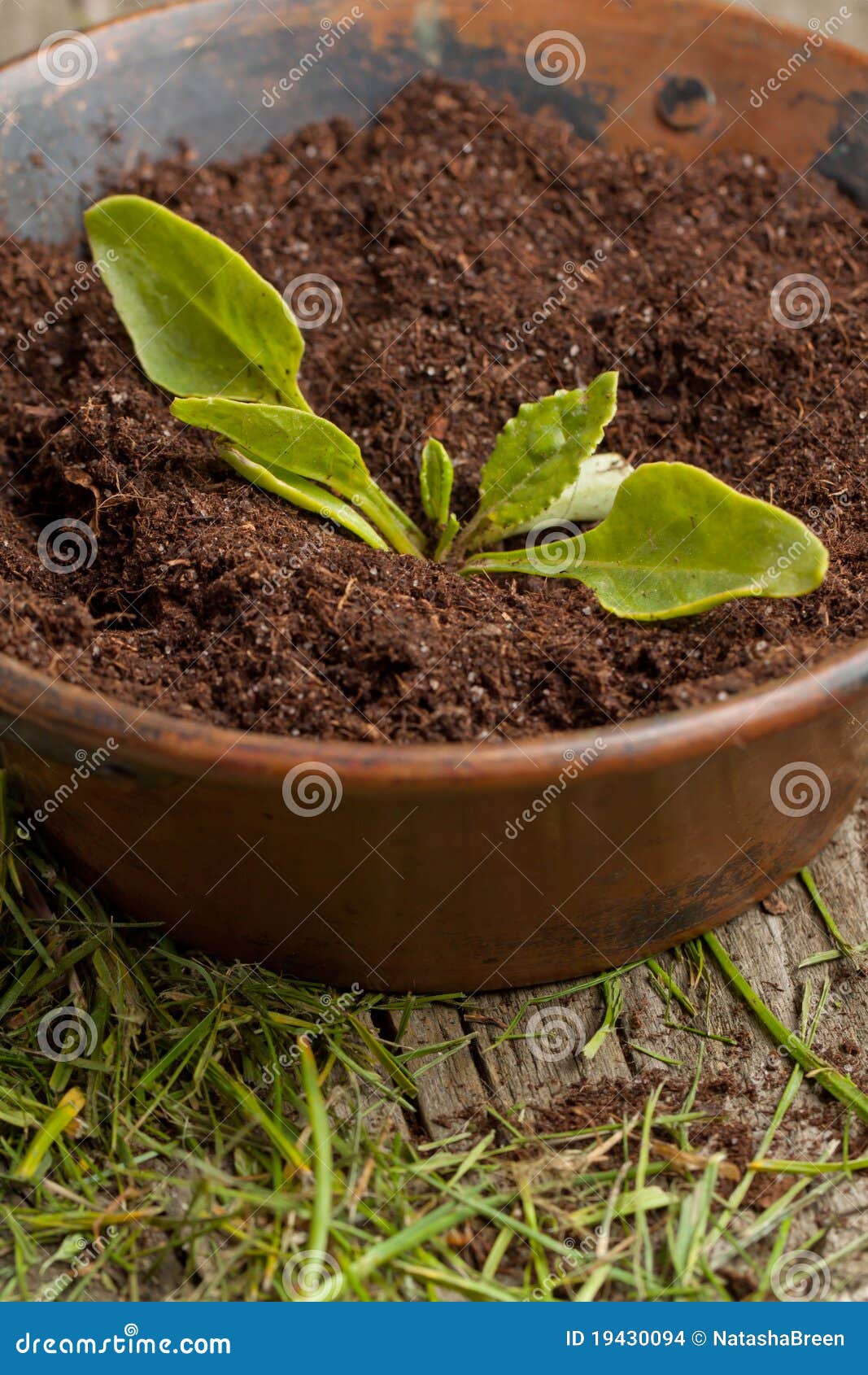Young Seedling Growing in a Soil Stock Photo - Image of idea, nature ...